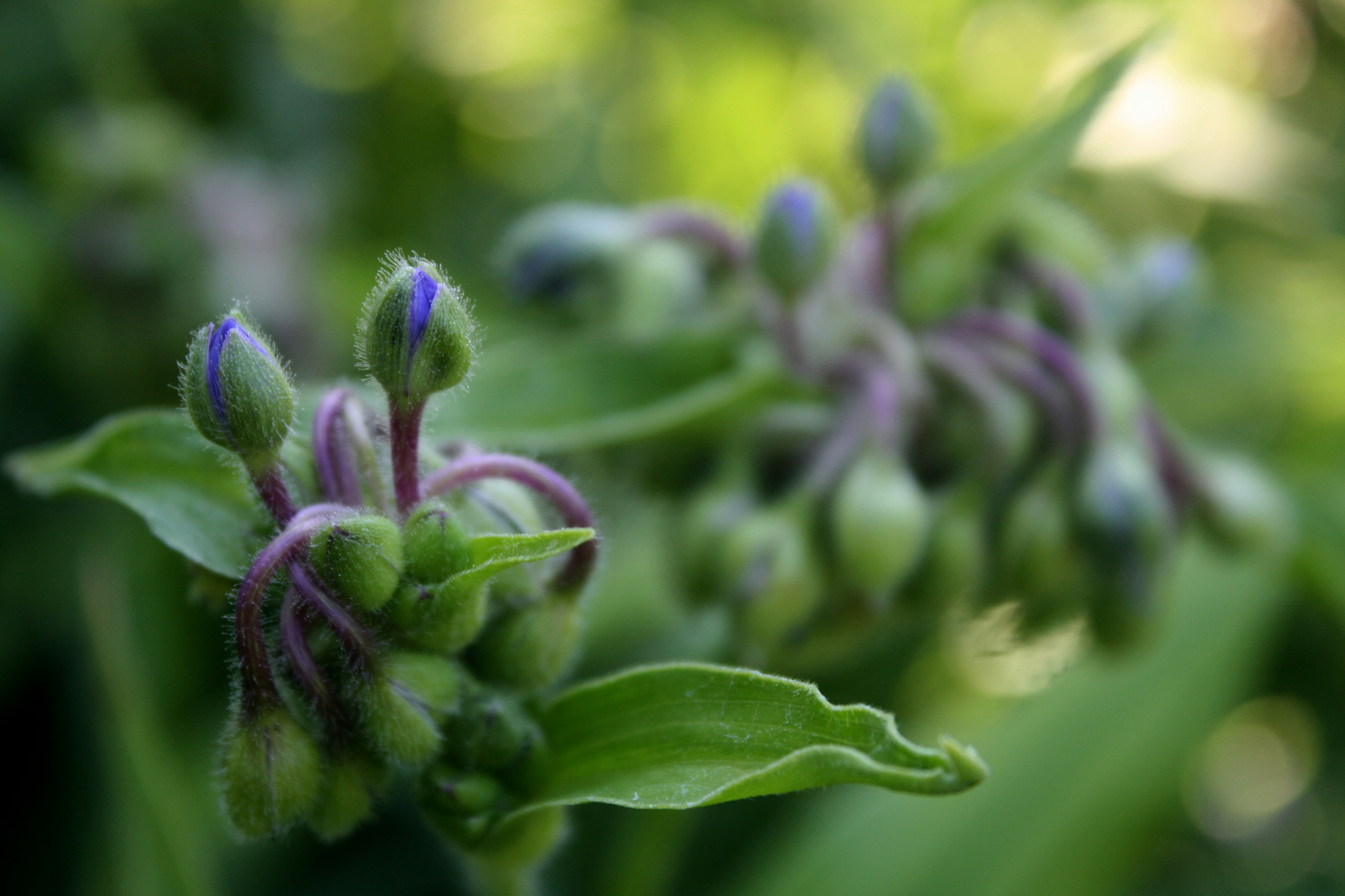 Velvet Buds in a Quiet Green