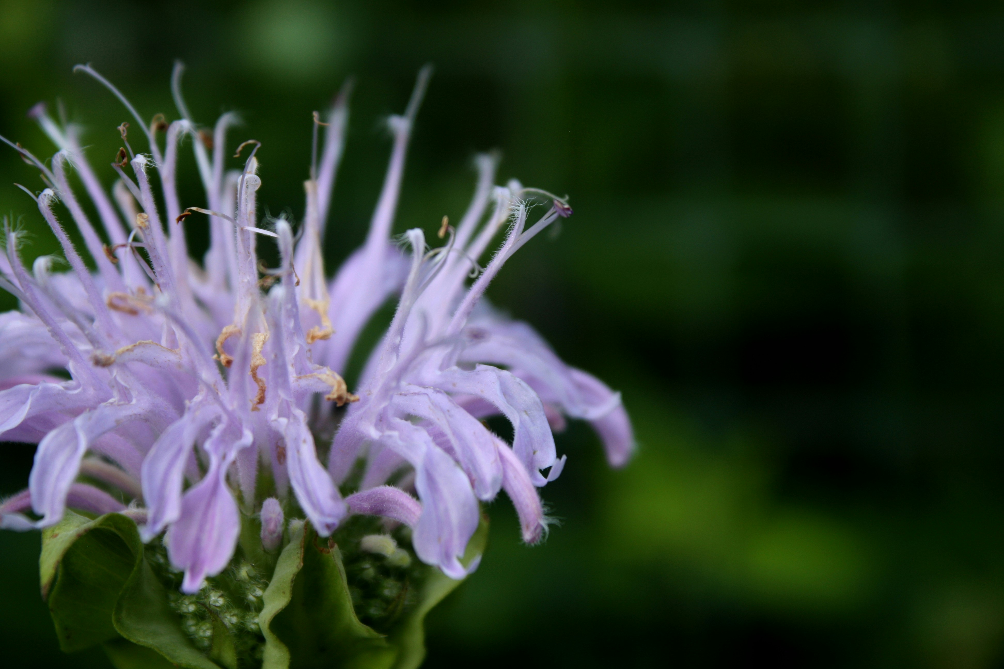 Monarda - by Sydney Kale - The Love Language of Plants