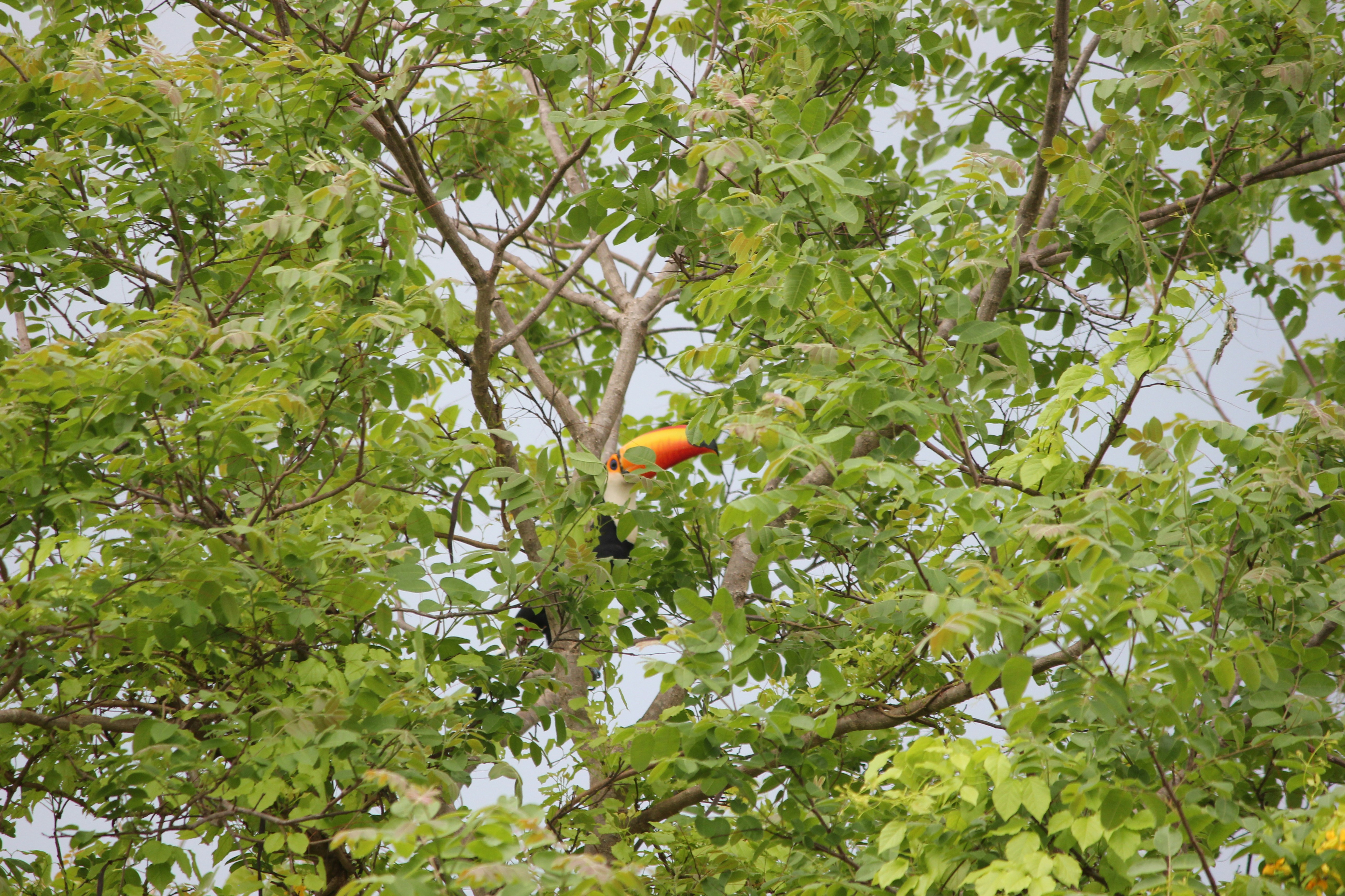 A bird in a tree photo – Free Tree Image on Unsplash