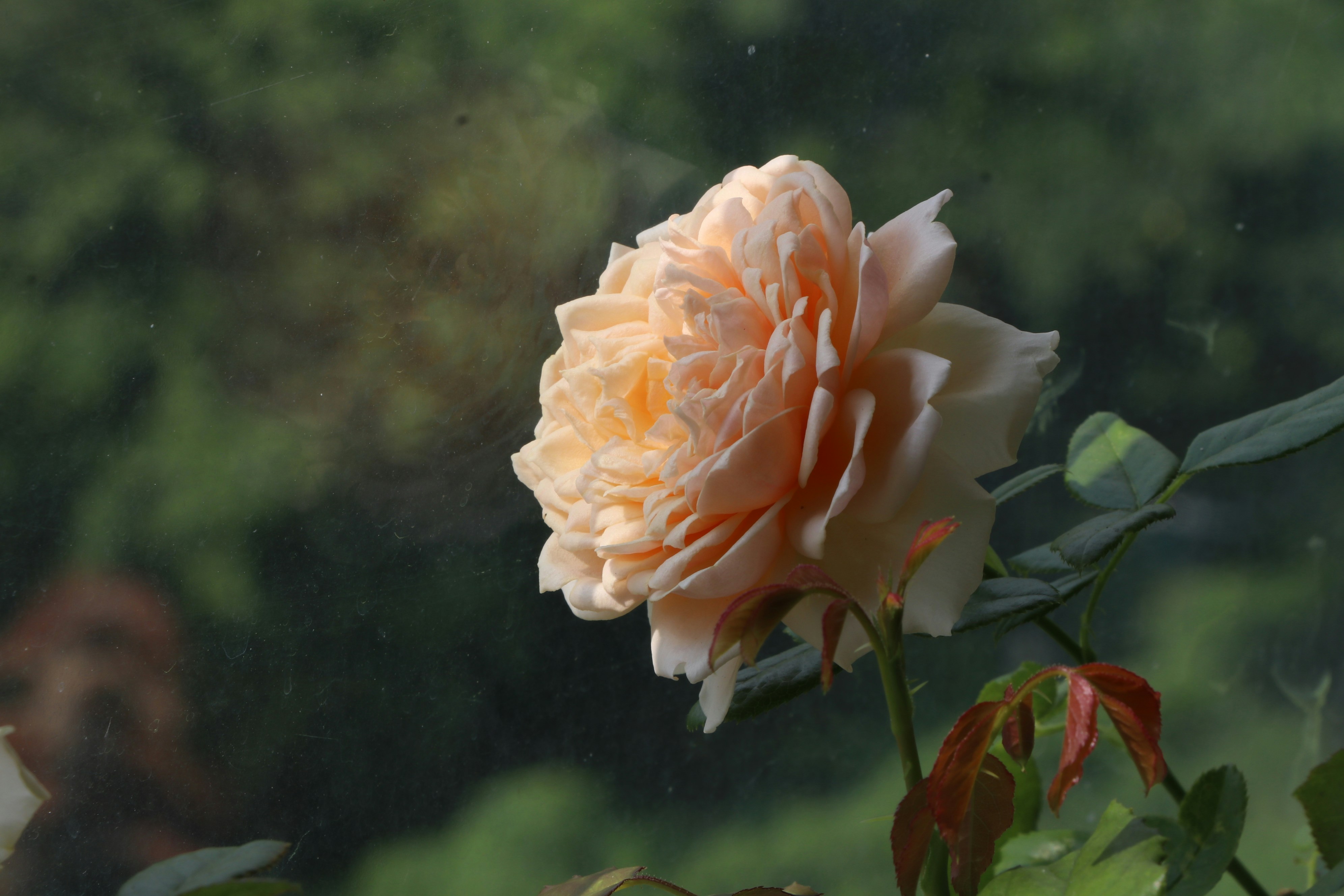 Blossom Behind Glass: a Peach Rose in Quiet Focus