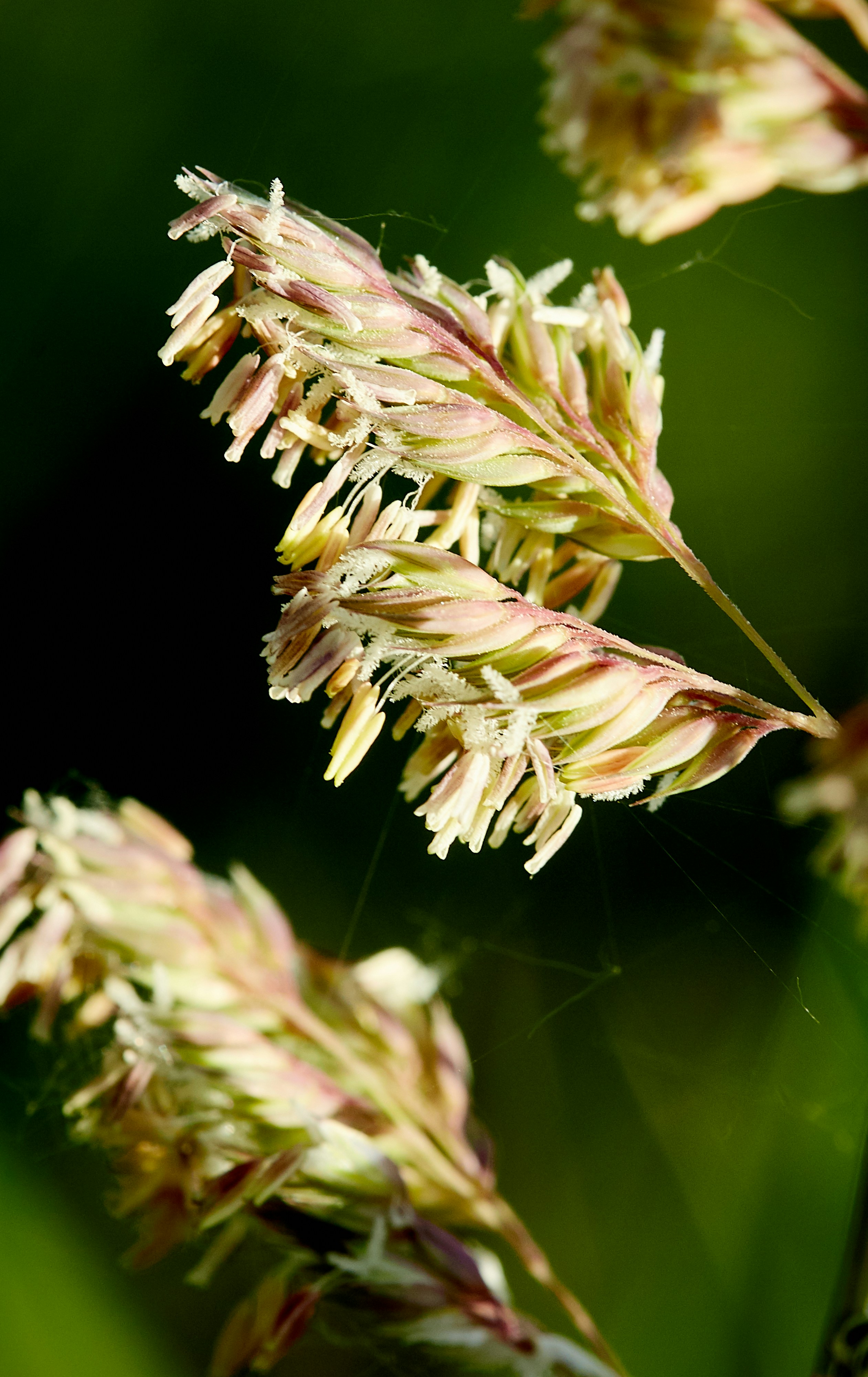 Close-up of Pale Agricultural Grass Seed Heads Dusted in Cobwebs