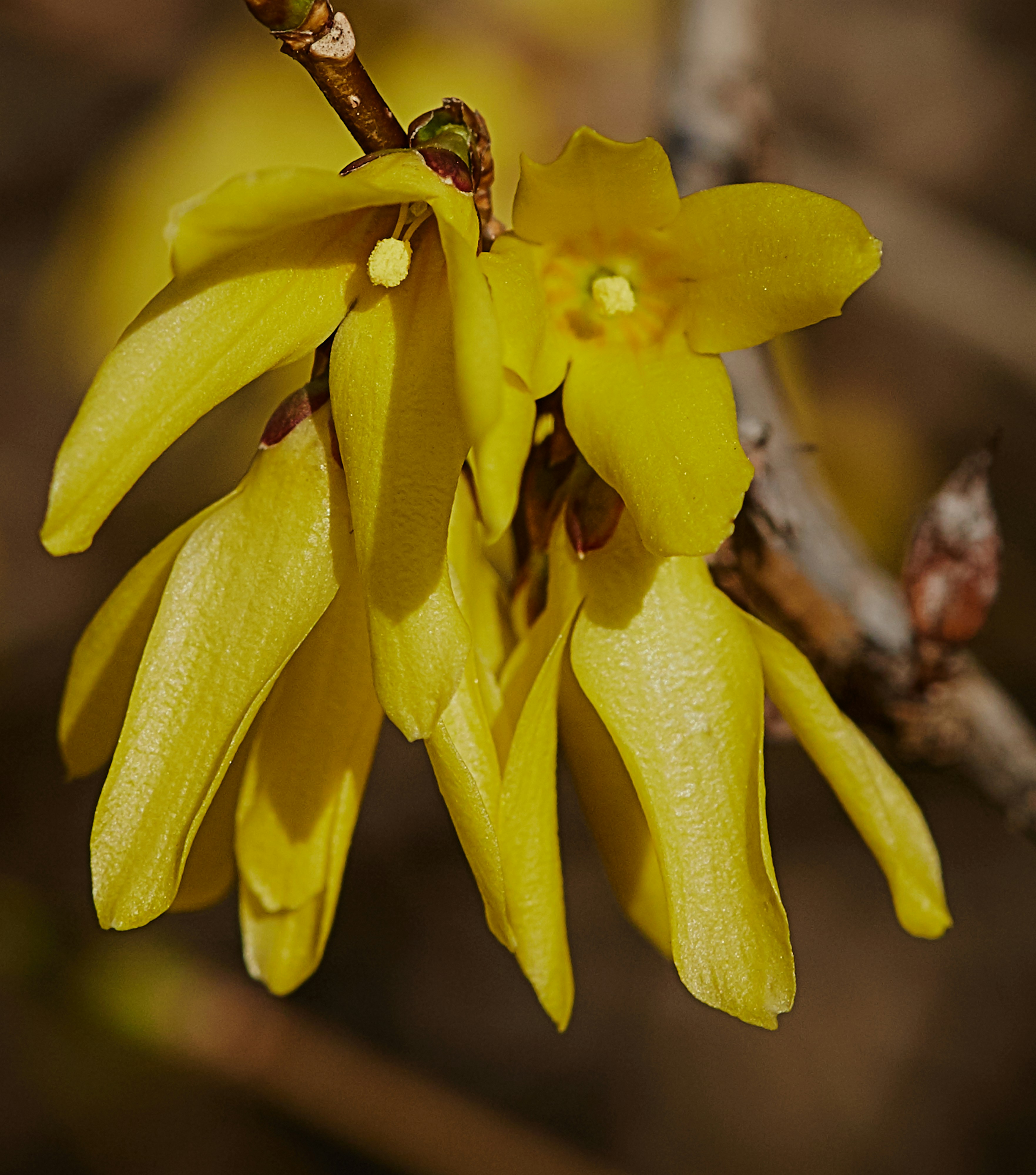 Close-up of vibrant yellow flowers blooming on a branch, showcasing the delicate petals and intricate details of nature.