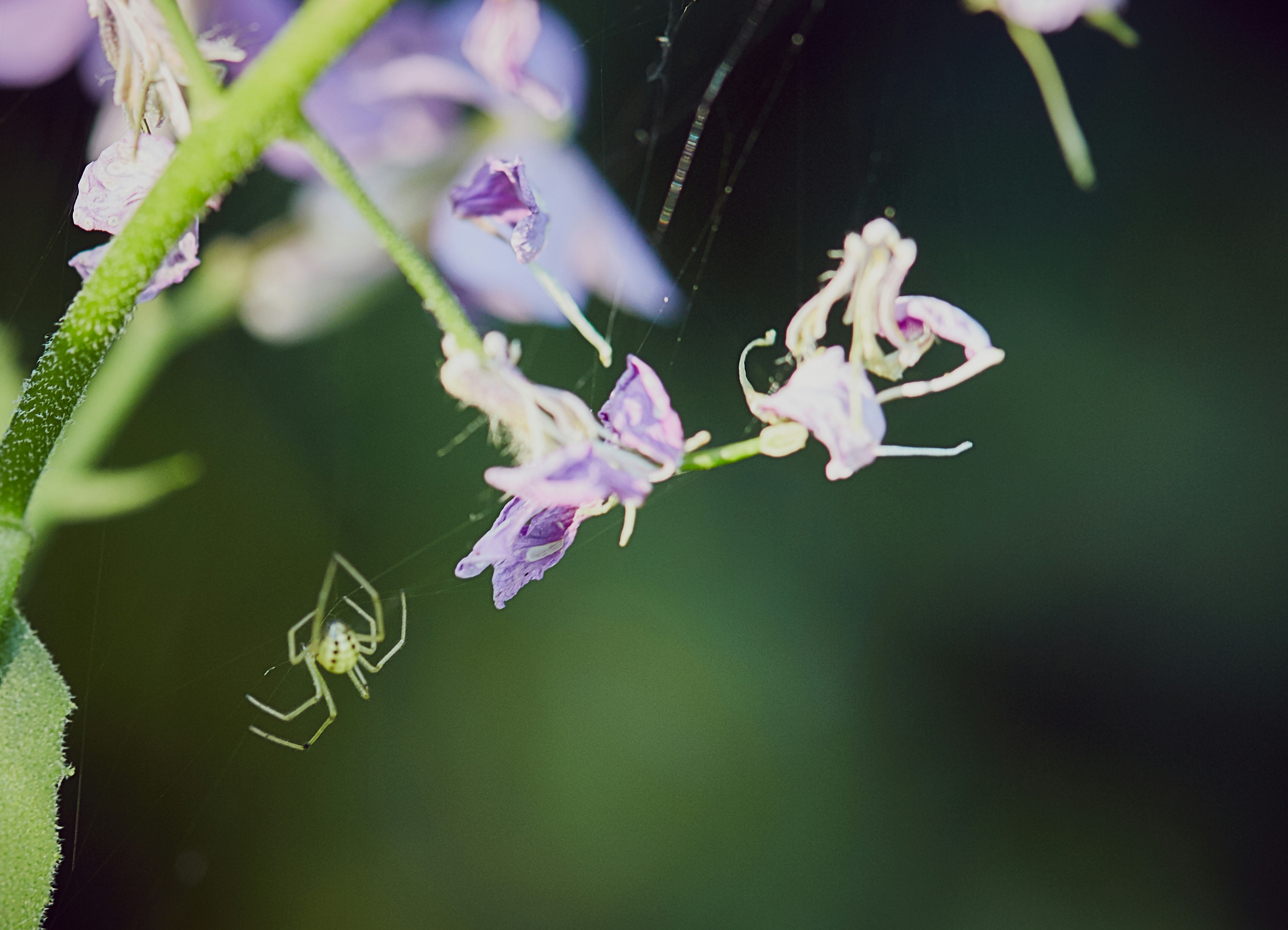 a bee on a flower