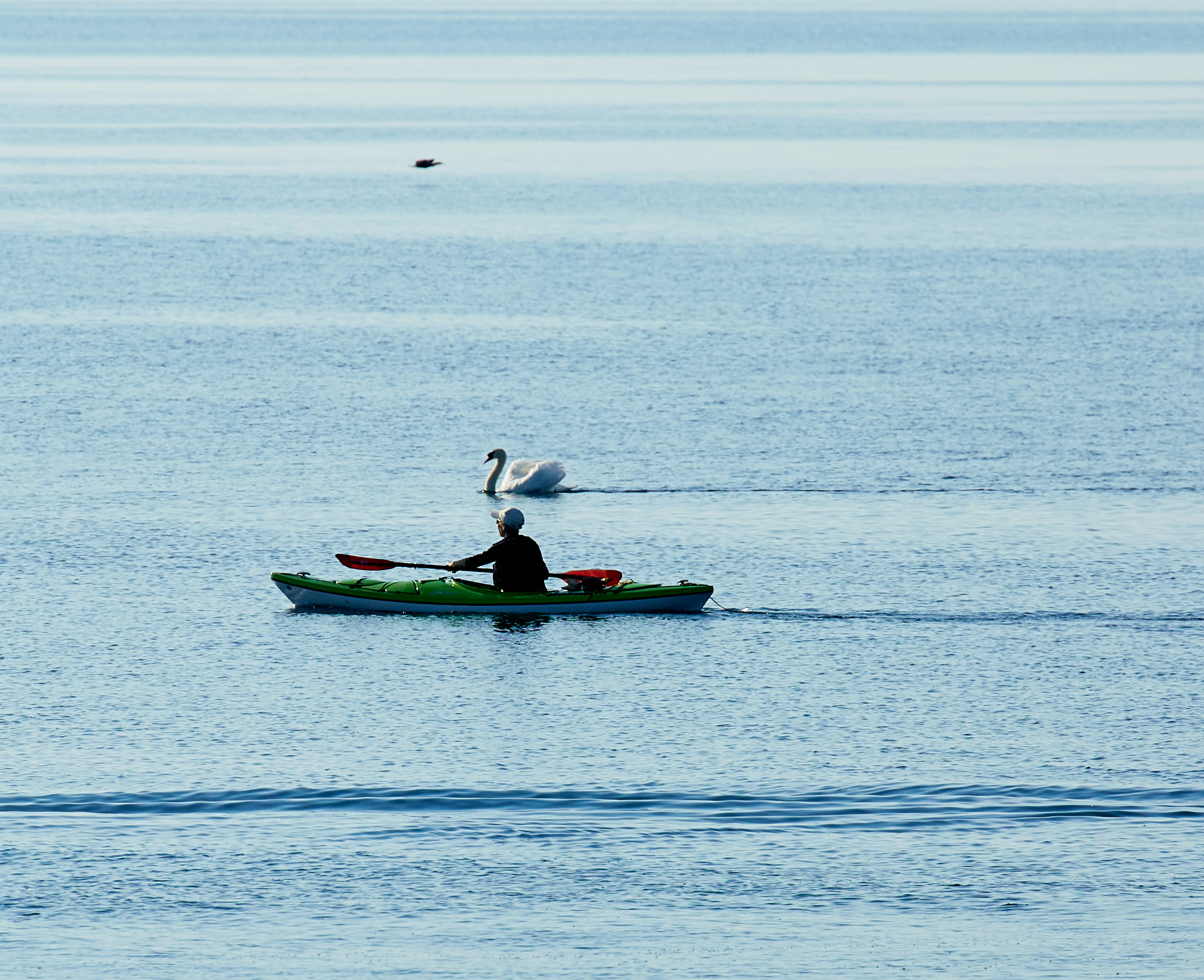 Azure Stillness: Kayaker and Swan on a Quiet Sea