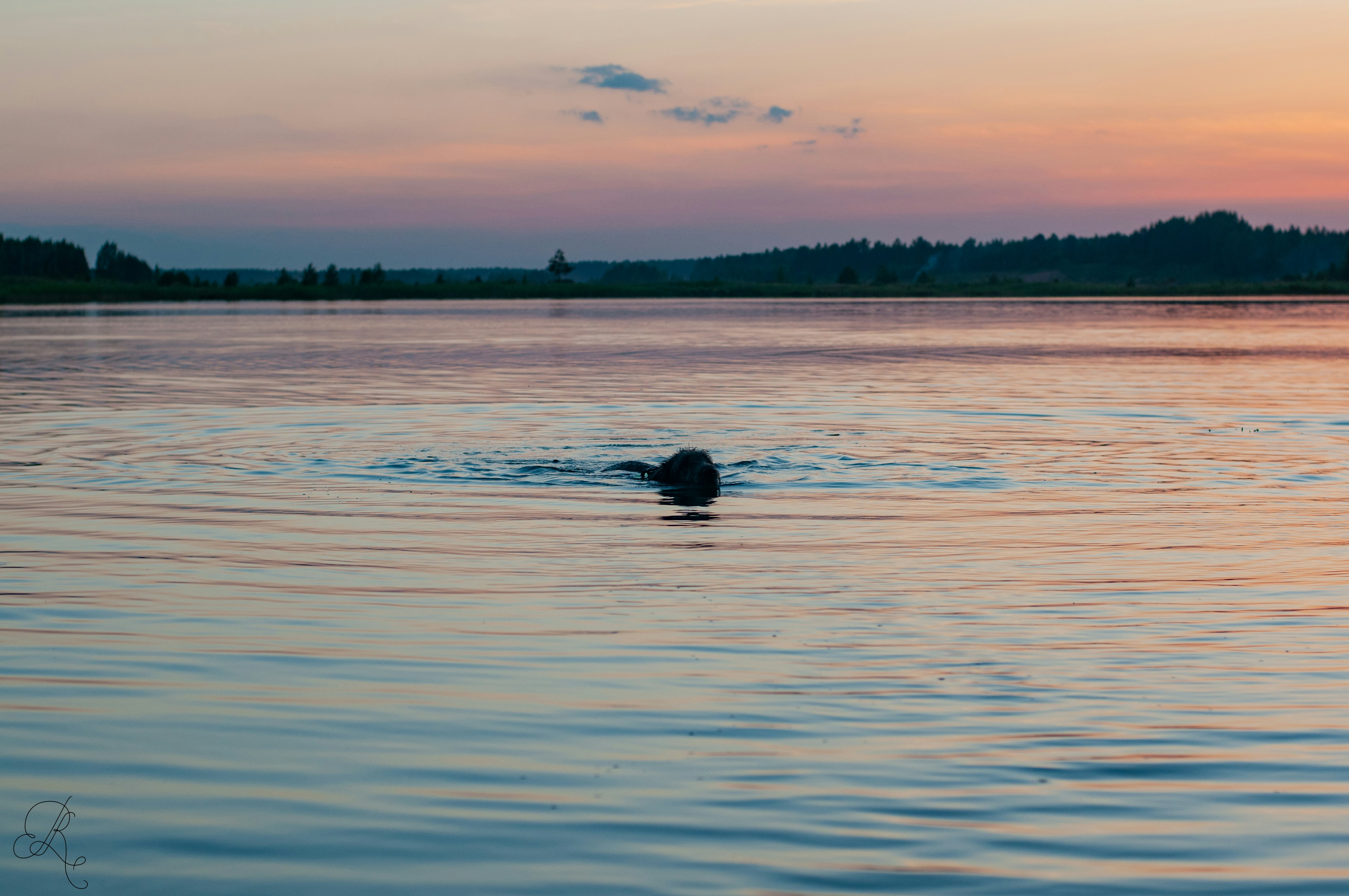 Dusk Wake: A lone silhouette glides across a glassy lake