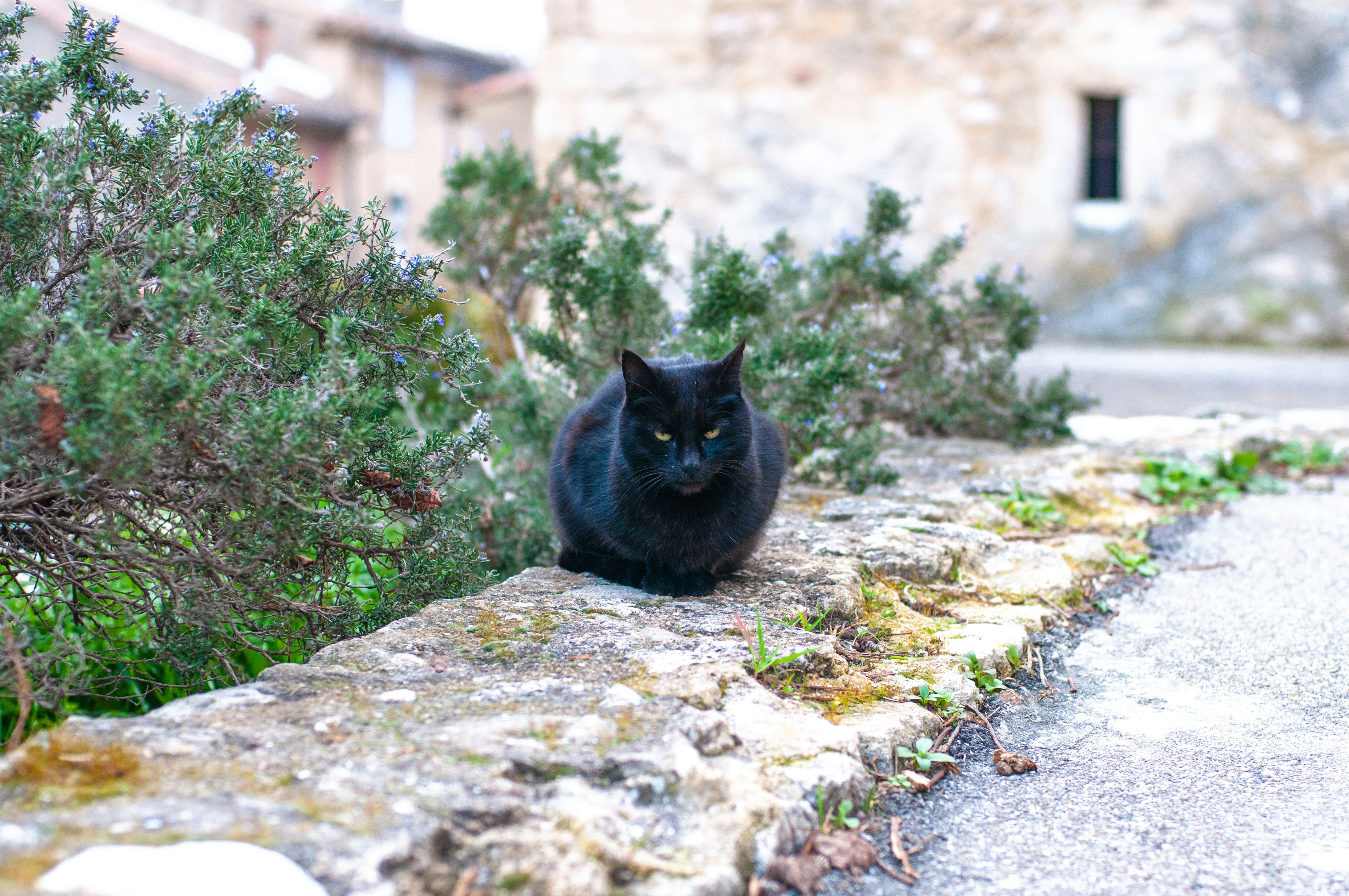 Silhouette on Stone: A Black Cat Surveying the Village Wall