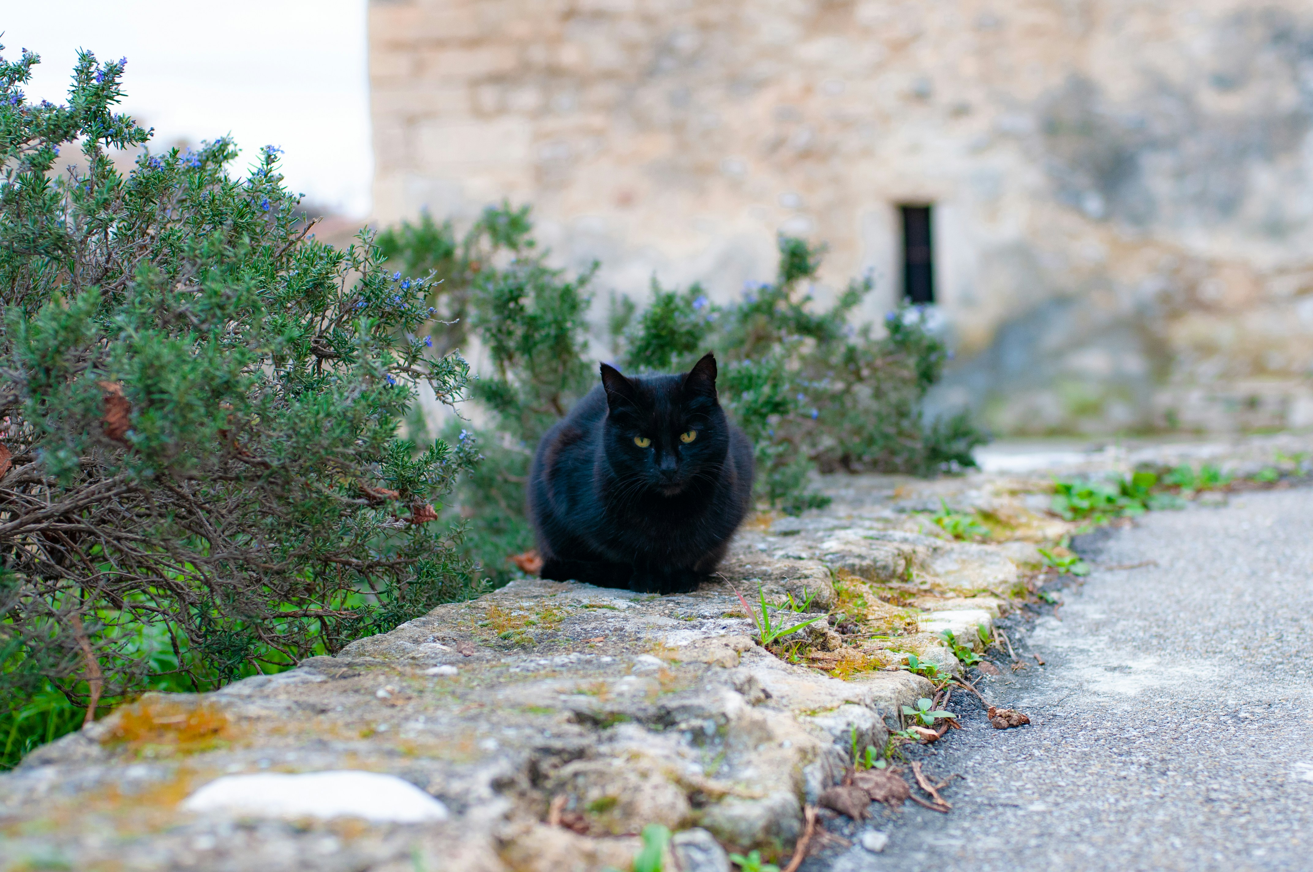 Shadowed Velvet: Black Cat Resting on a Mossy Stone Wall by a Quiet Path