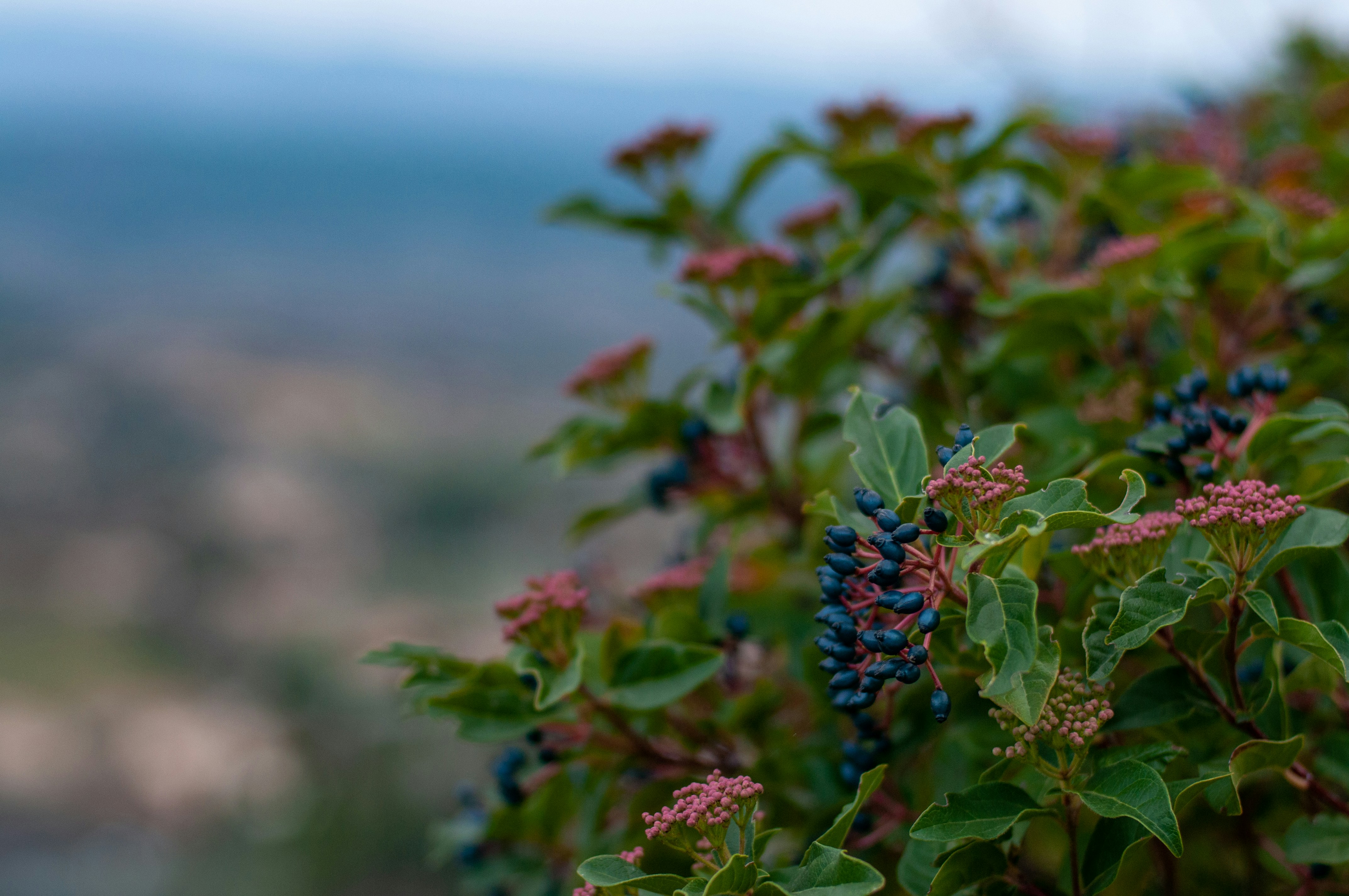 Berry-laden shrub in a sunlit hillside panorama