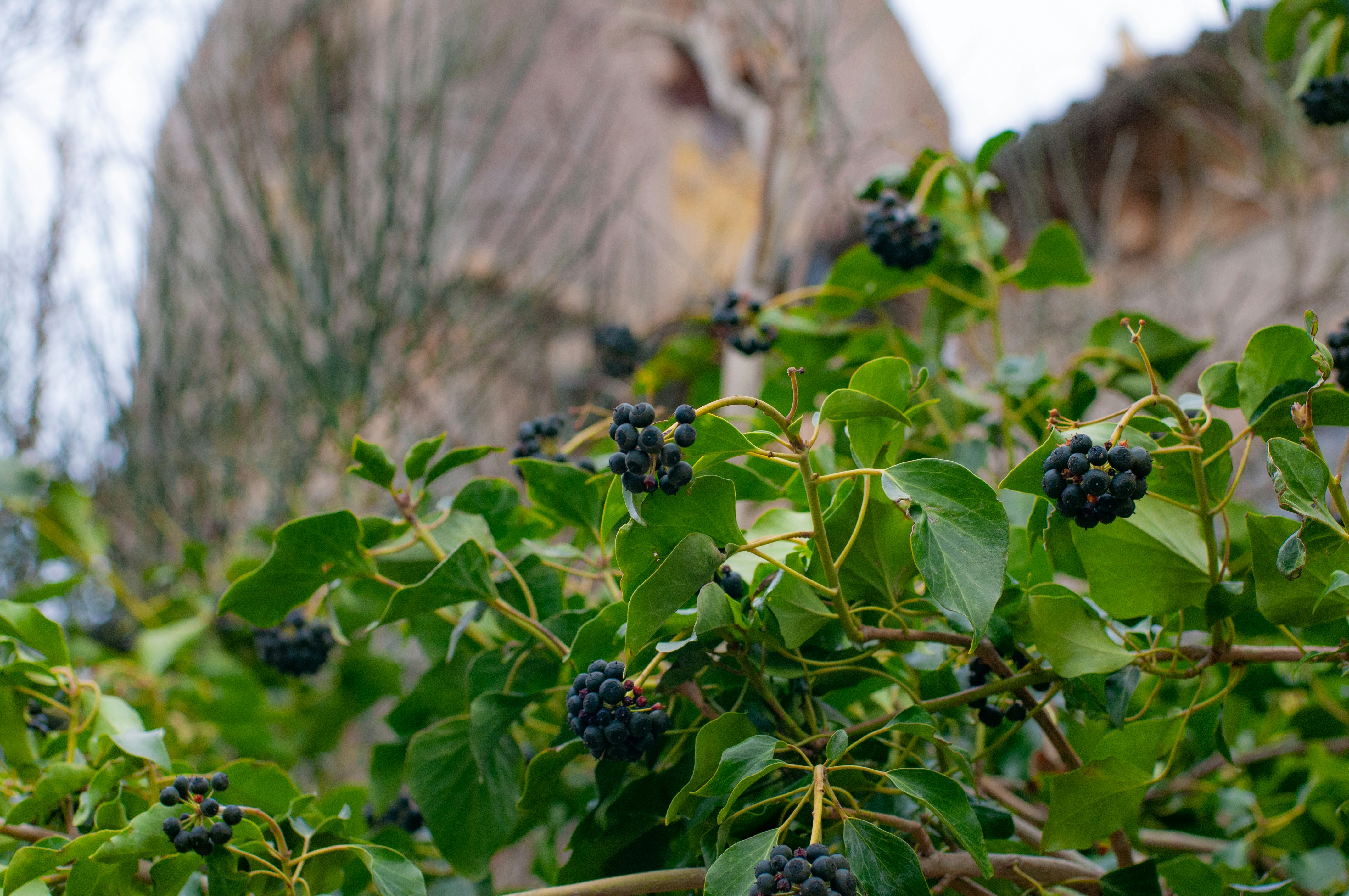 Blue-Black Berries in a Sunlit Hedge: A Close-Up Portrait
