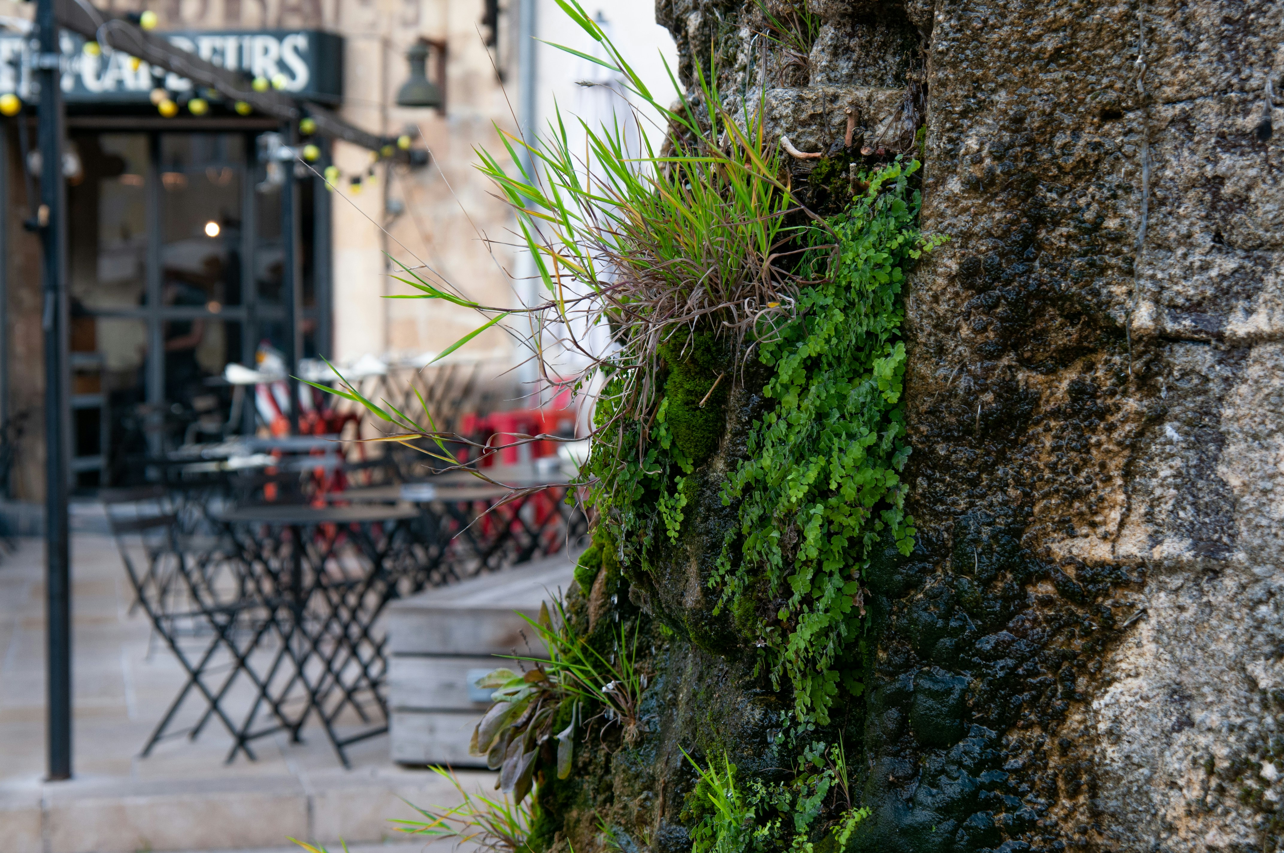 Ivy on Stone: mossy texture foregrounds a cafe-lined street