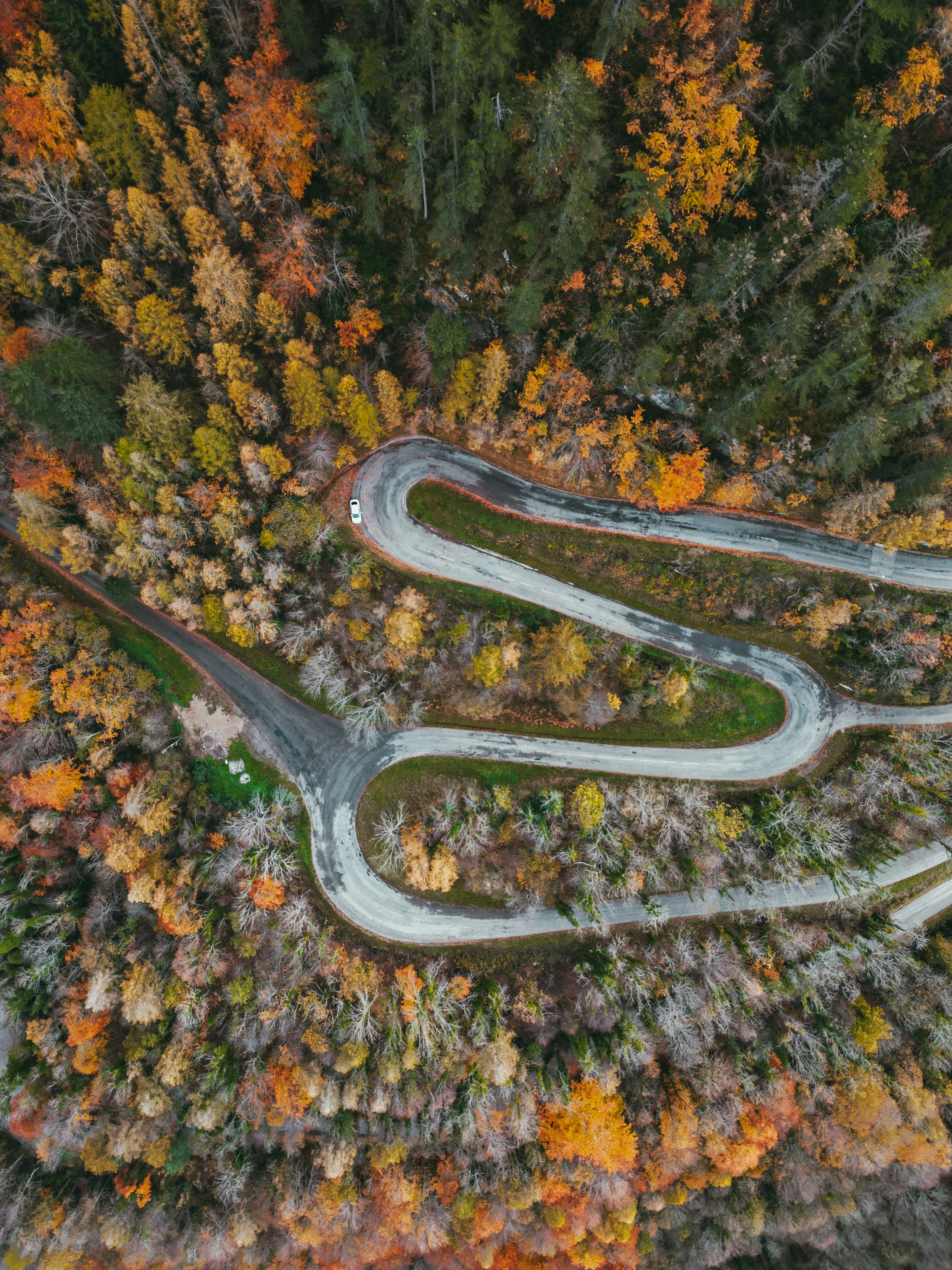 A snake slithering on a tree photo – Free Road Image on Unsplash