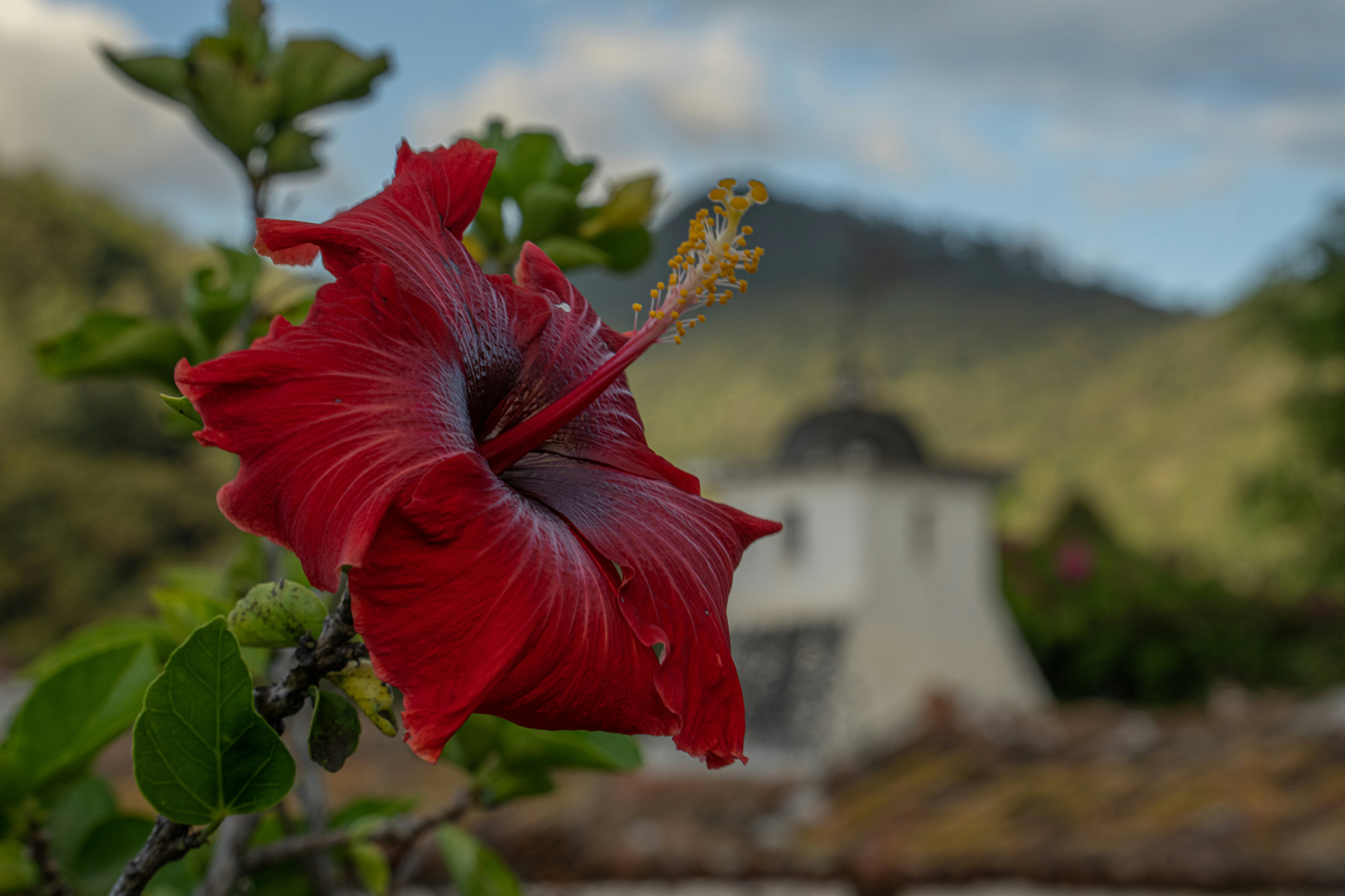 Crimson Hibiscus in Focus, Village Haze on the Horizon