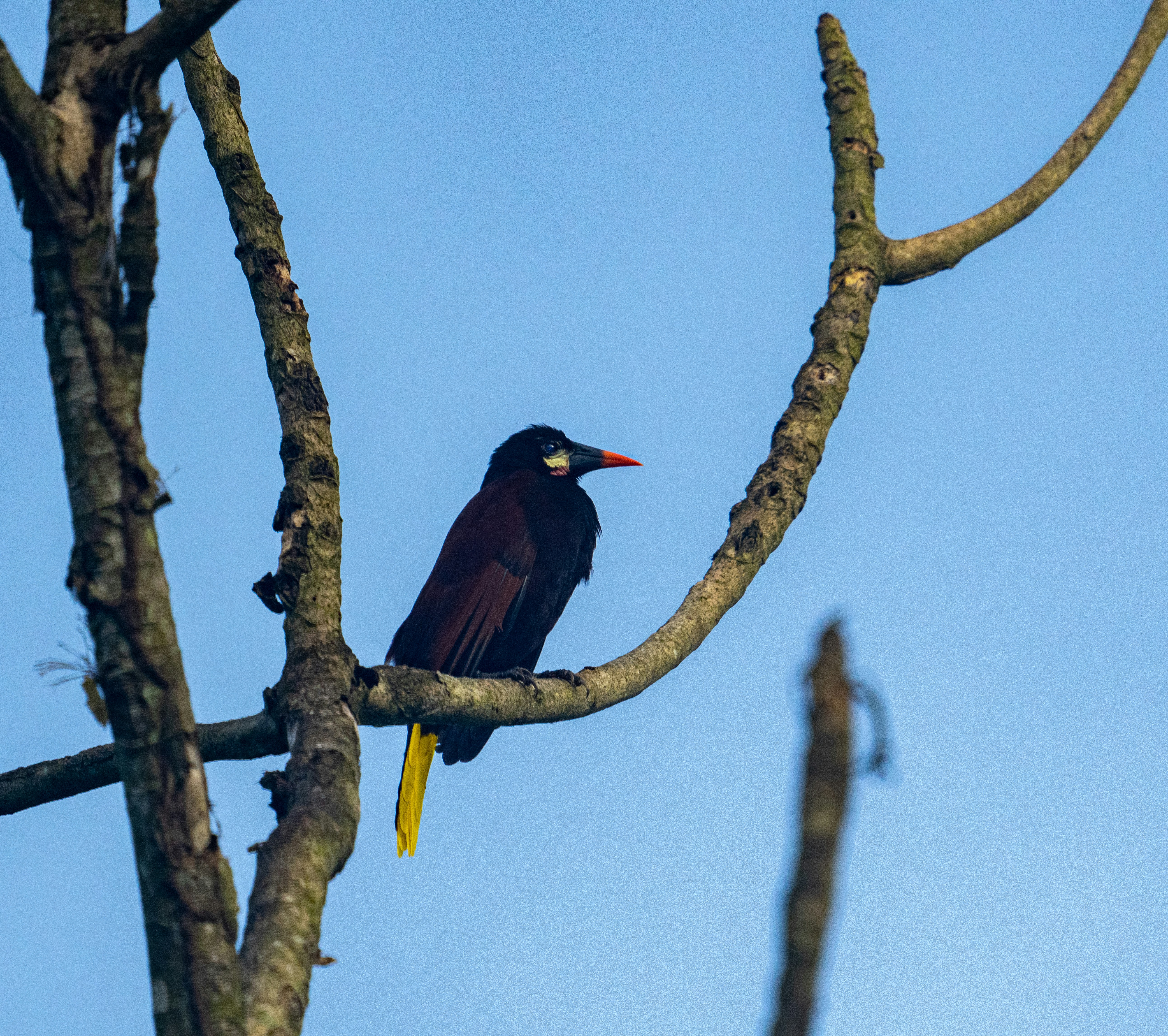 Red-beaked Bulbul on a Mossy Branch Against a Clear Blue Sky