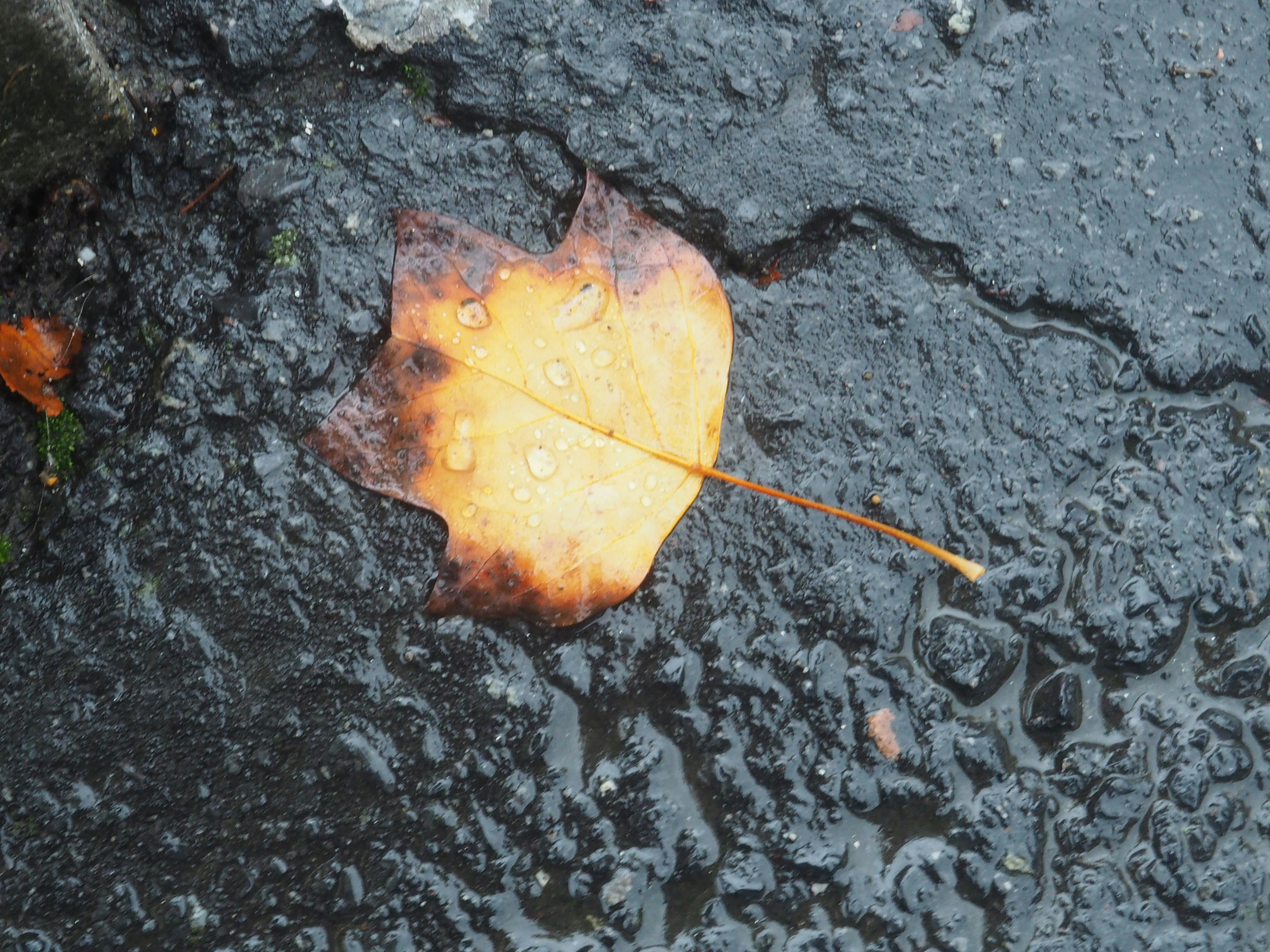 Amber Leaf on a Rain-Washed Asphalt Canvas