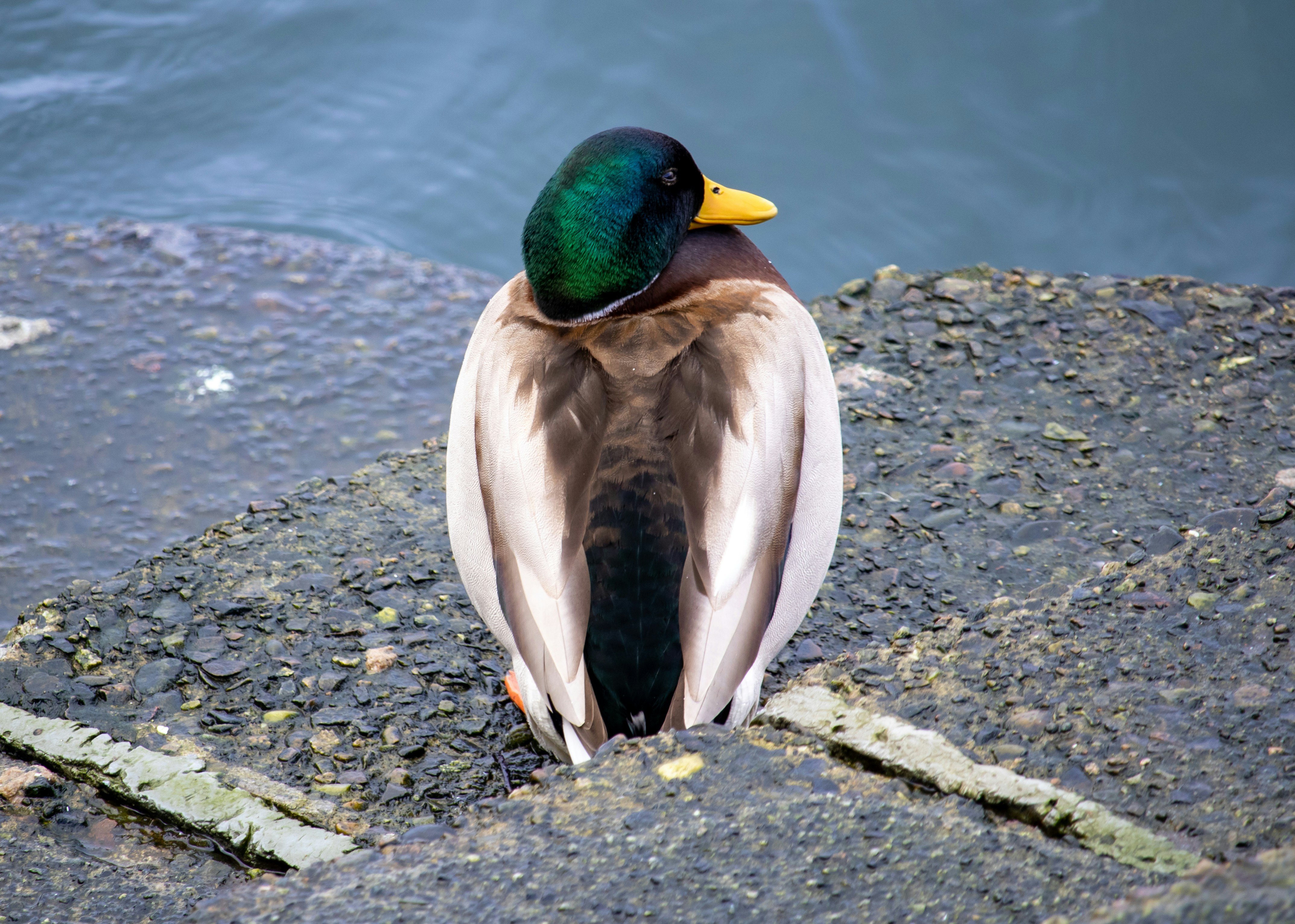 Emerald Head, Yellow Beak: Mallard Perched on a Weathered Jetty
