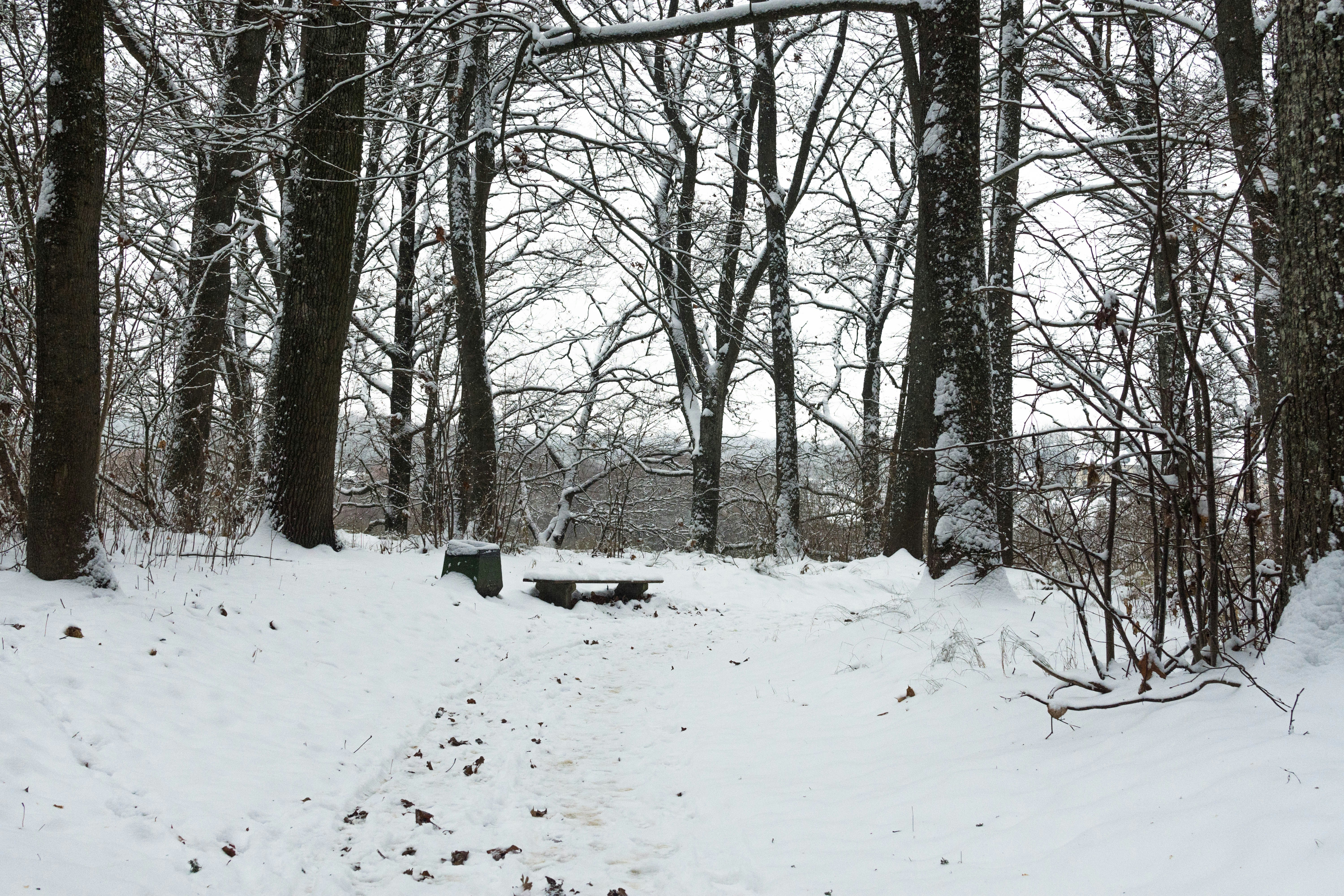 Snowy bench | a snowy park with benches