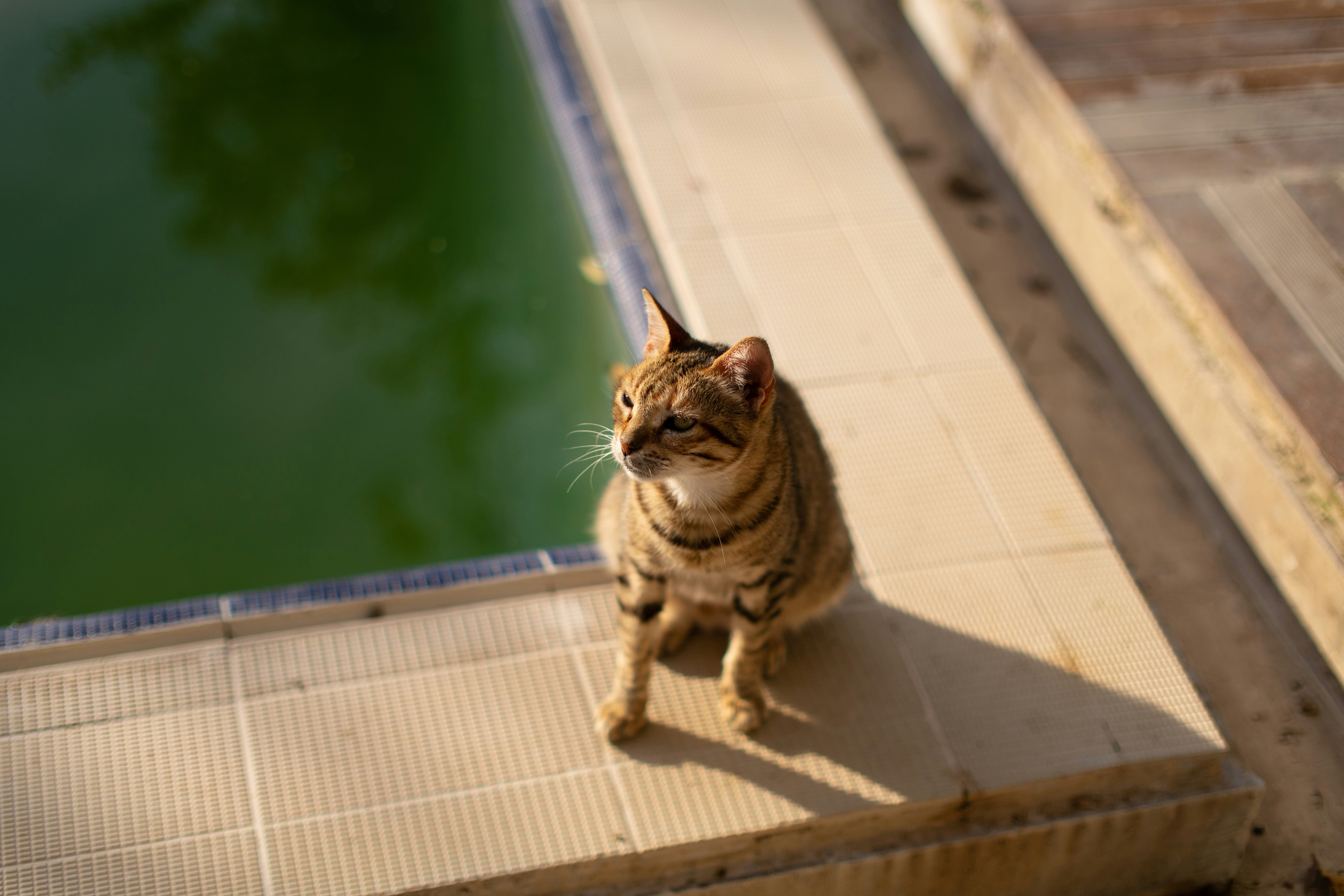 Un chat assis sur un toit photo – Photo L'eau Gratuite sur Unsplash