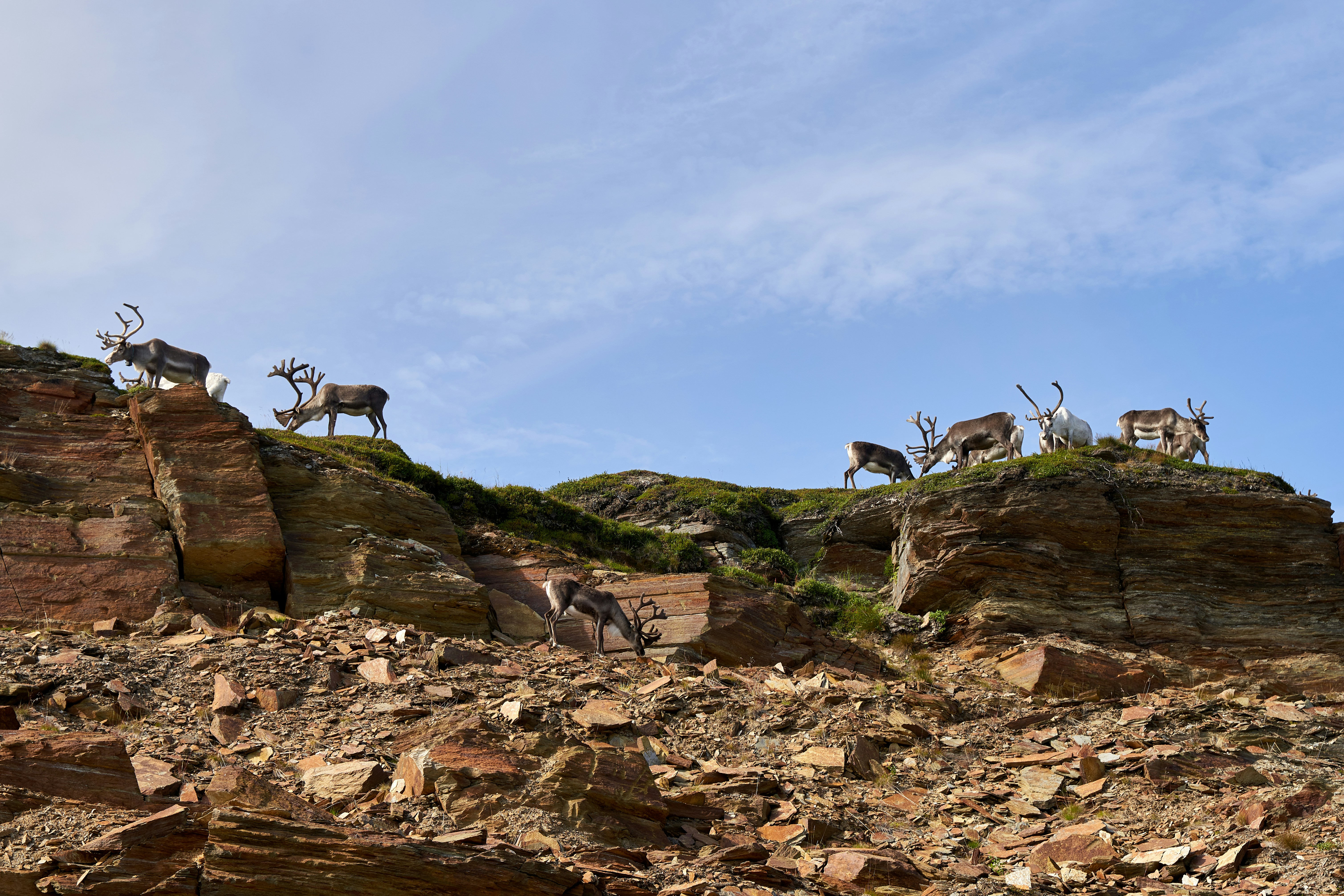 a group of animals on a rocky hill
