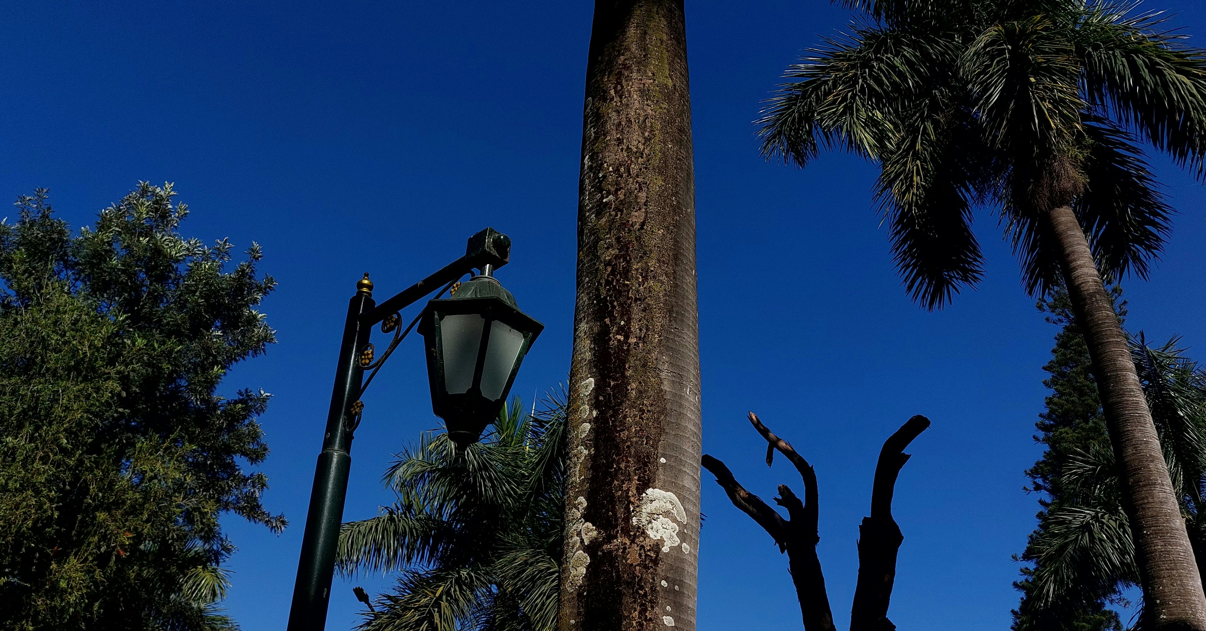 A lamp post and some trees photo – Free Tree Image on Unsplash