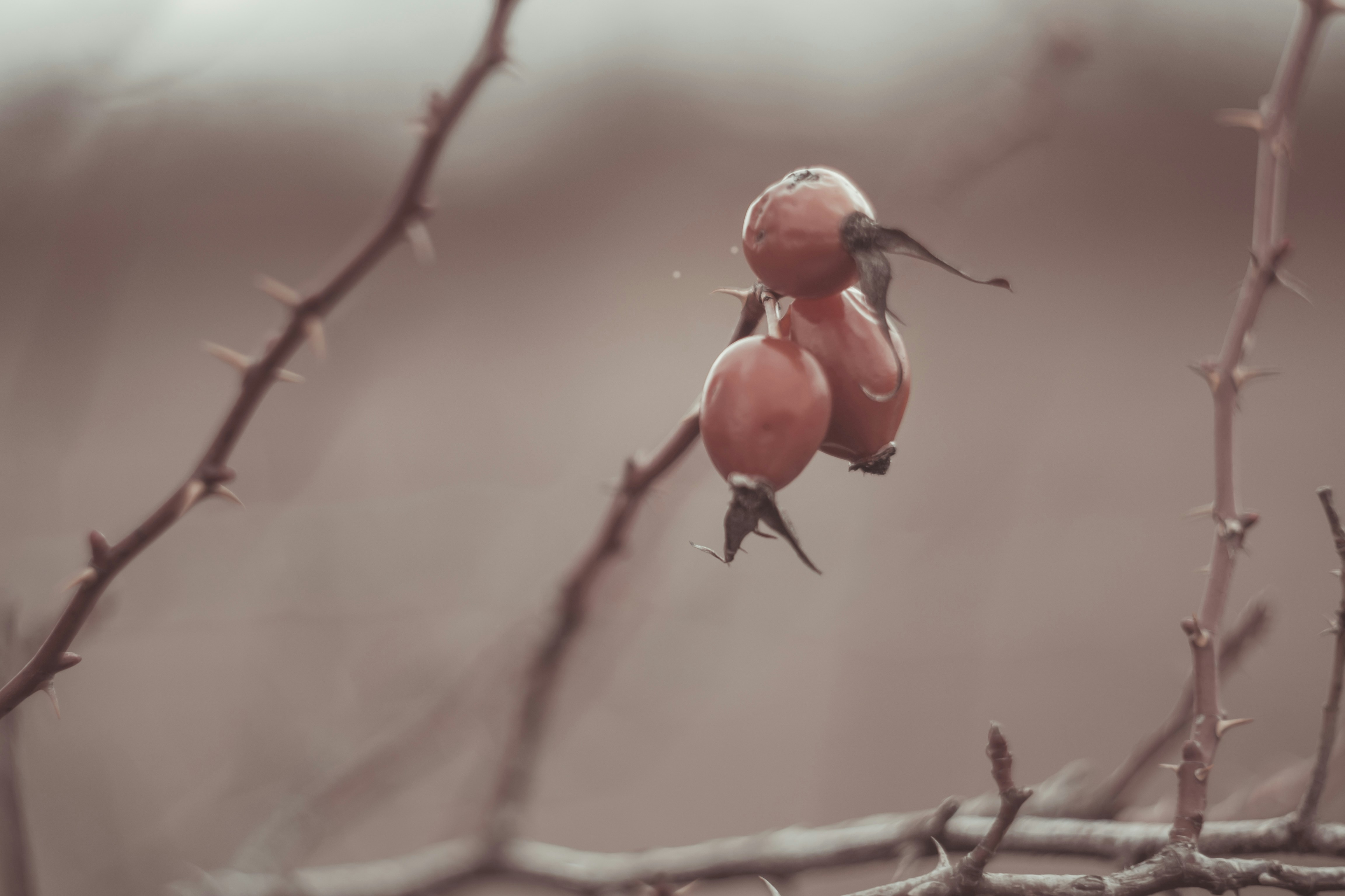 hummingbird on branch