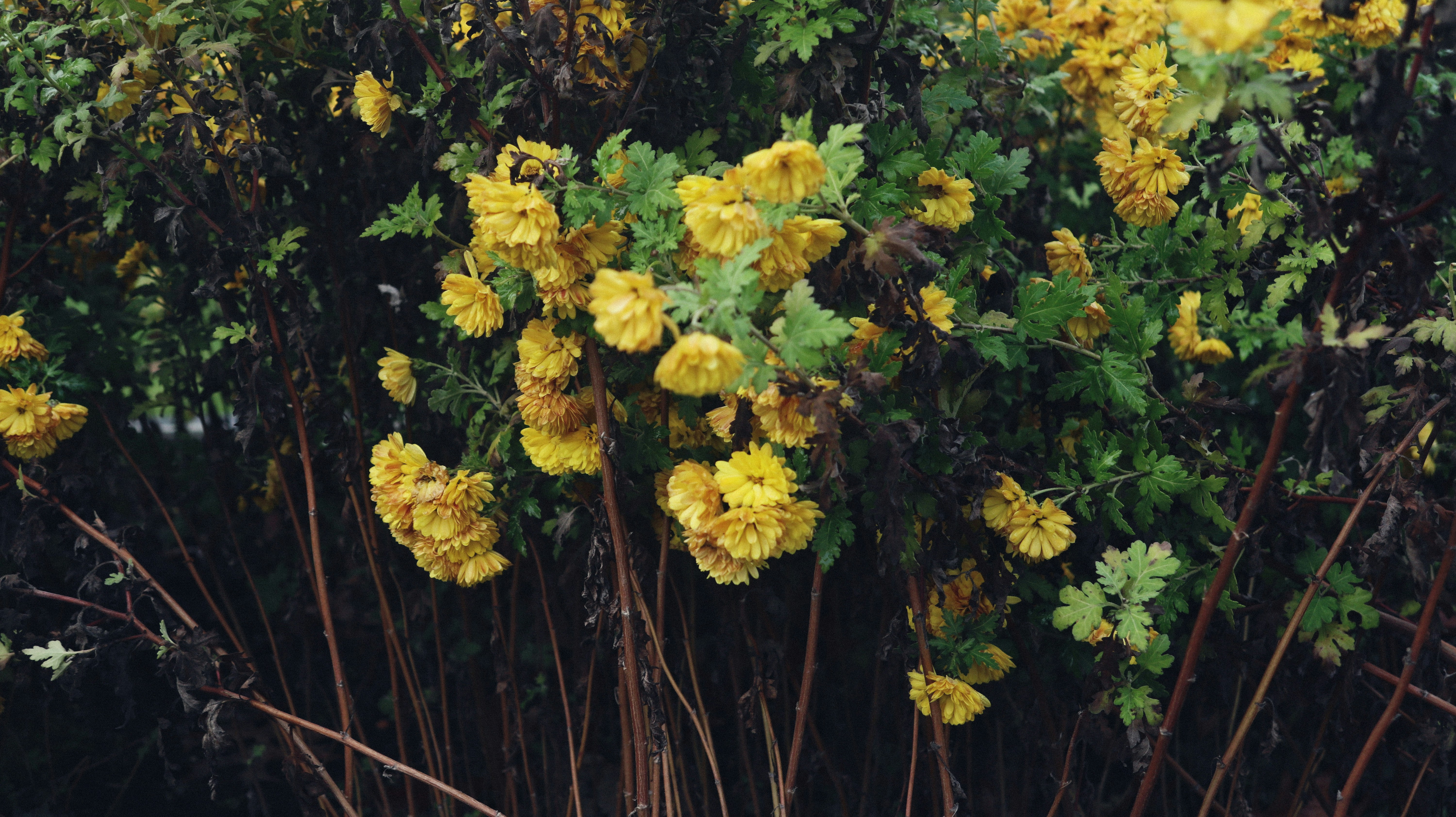 Yellow blossoms in a thicket: a quiet garden vignette