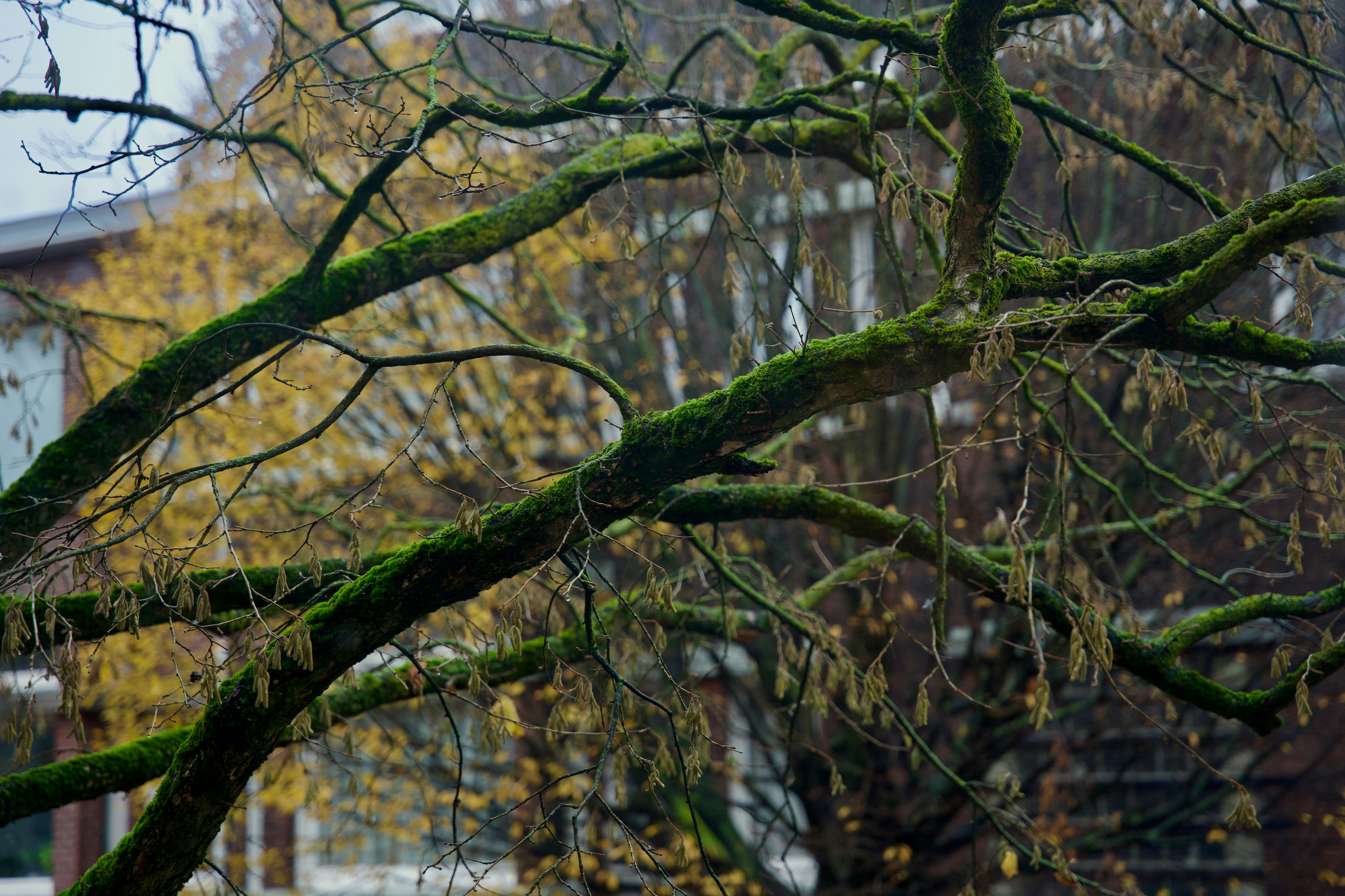 Green Veins Across the City: Moss-Draped Branches in Autumn Light