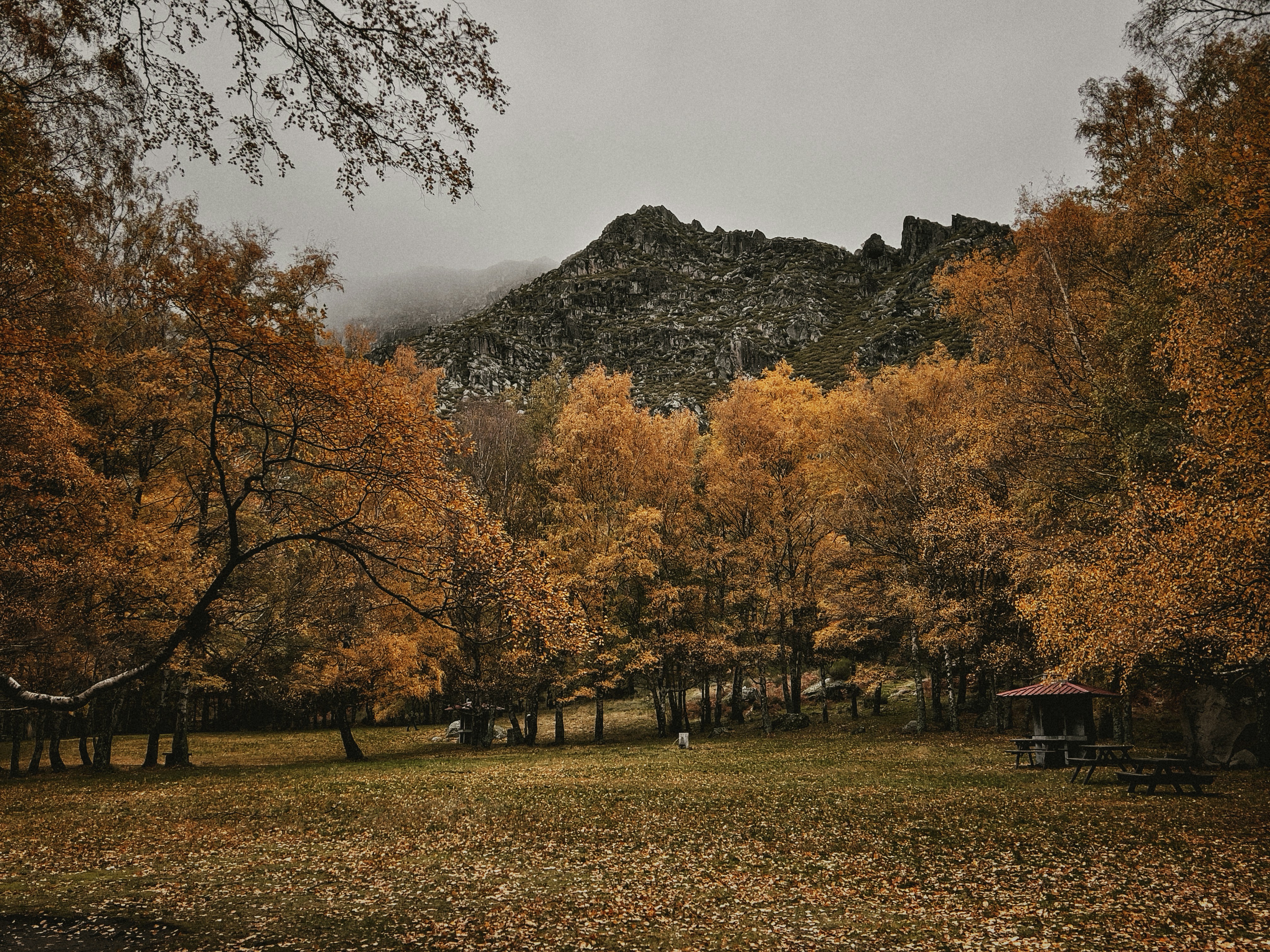 Golden Canopy at the Foot of a Misty Ridge