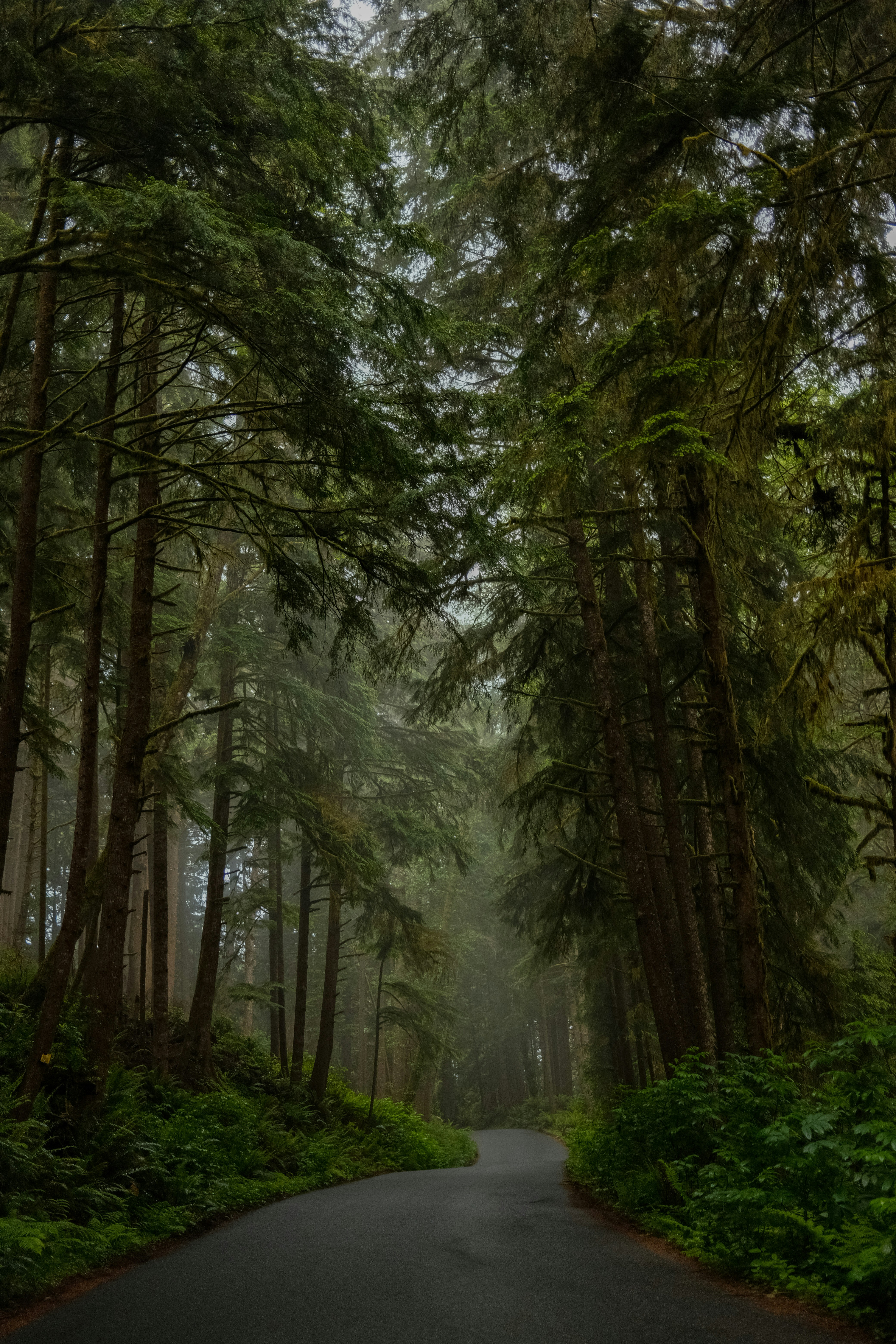 Winding road flanked by towering evergreen trees shrouded in mist.
