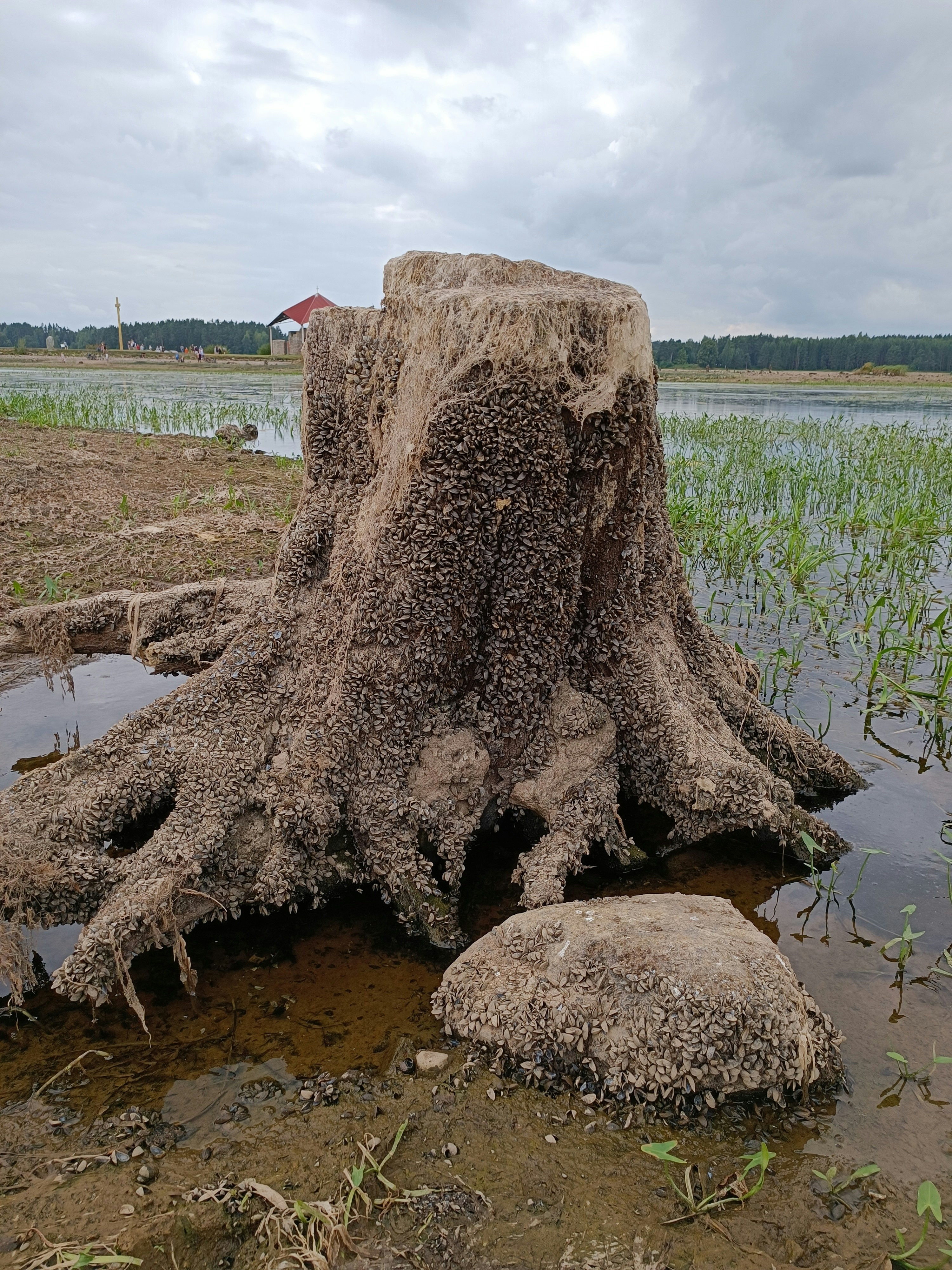 A large, textured tree stump stands by a lakeside under a cloudy sky.