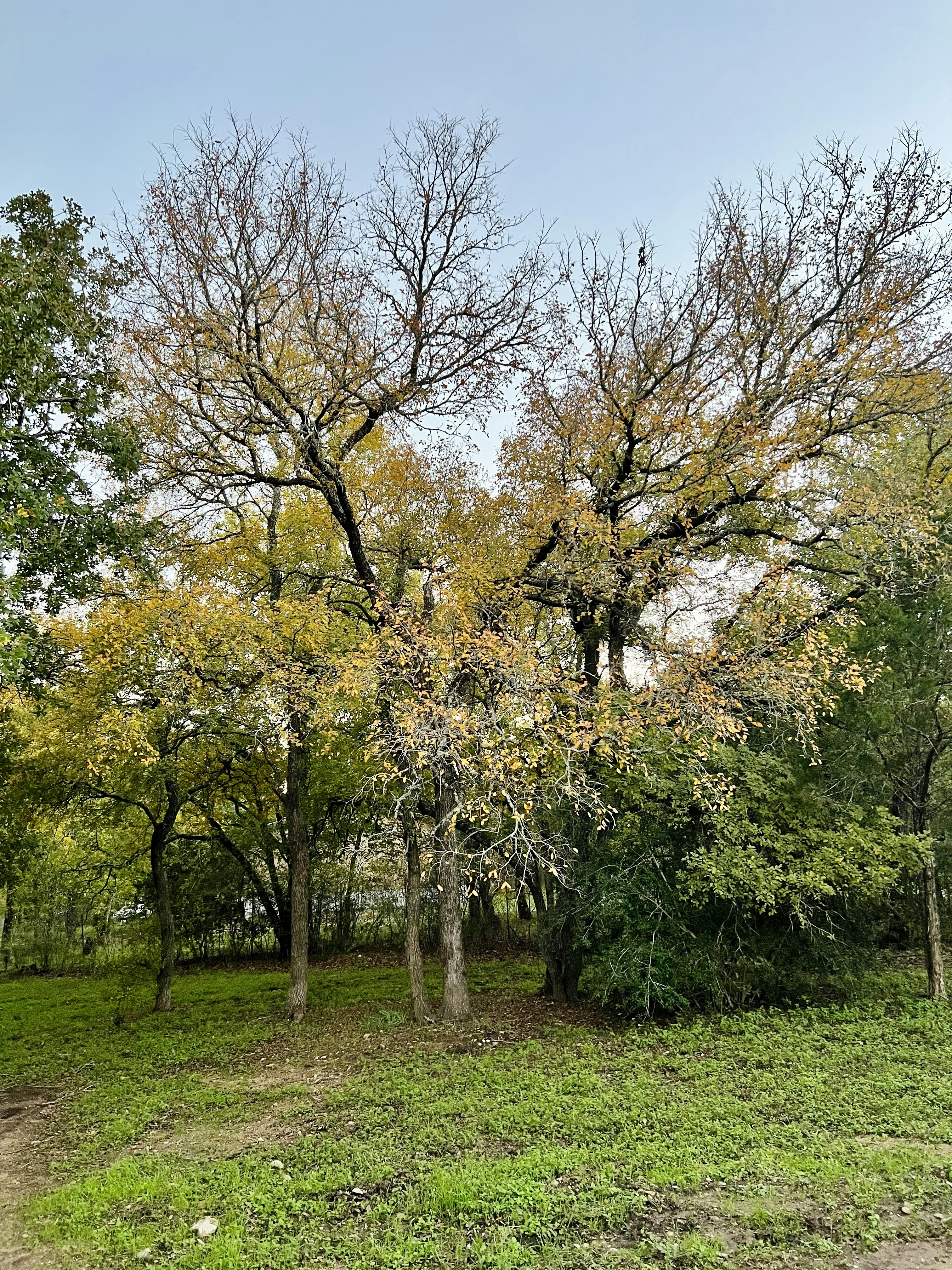Whispering Canopy: Autumn Light Through a Quiet Grove