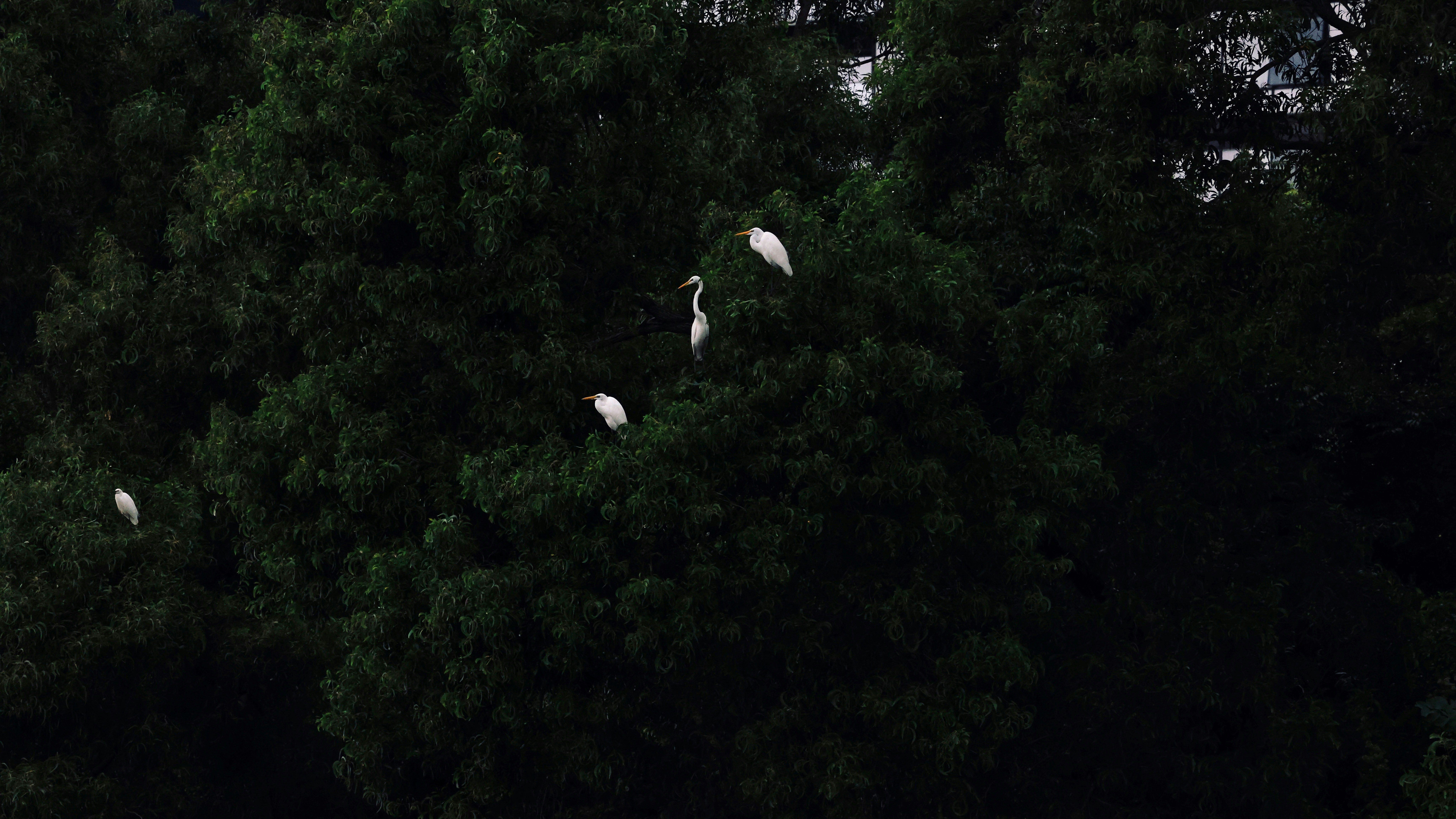 A group of birds in a forest photo – Free Nature Image on Unsplash