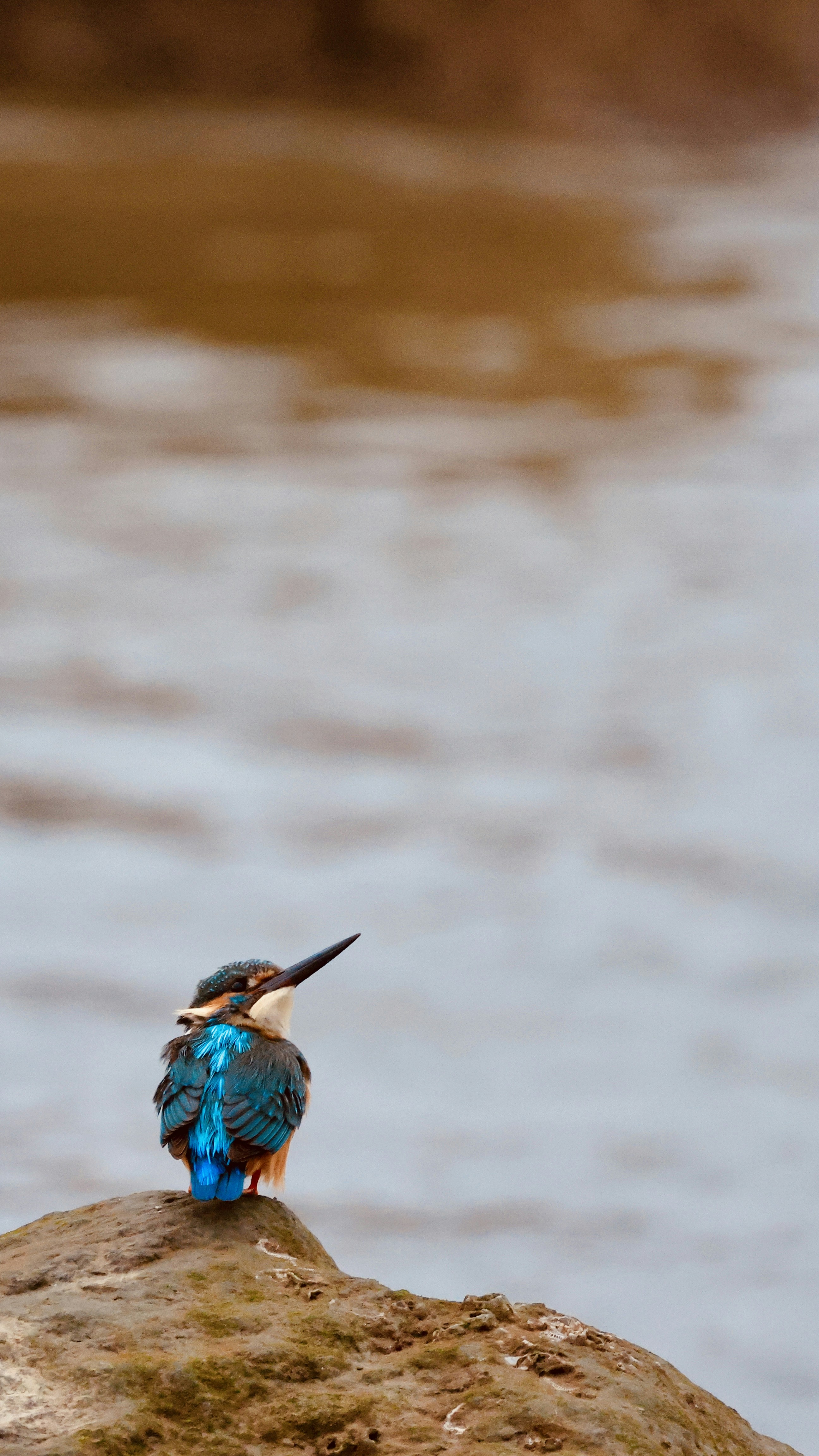 King of the Riverbank: A Kingfisher Perched on Stone