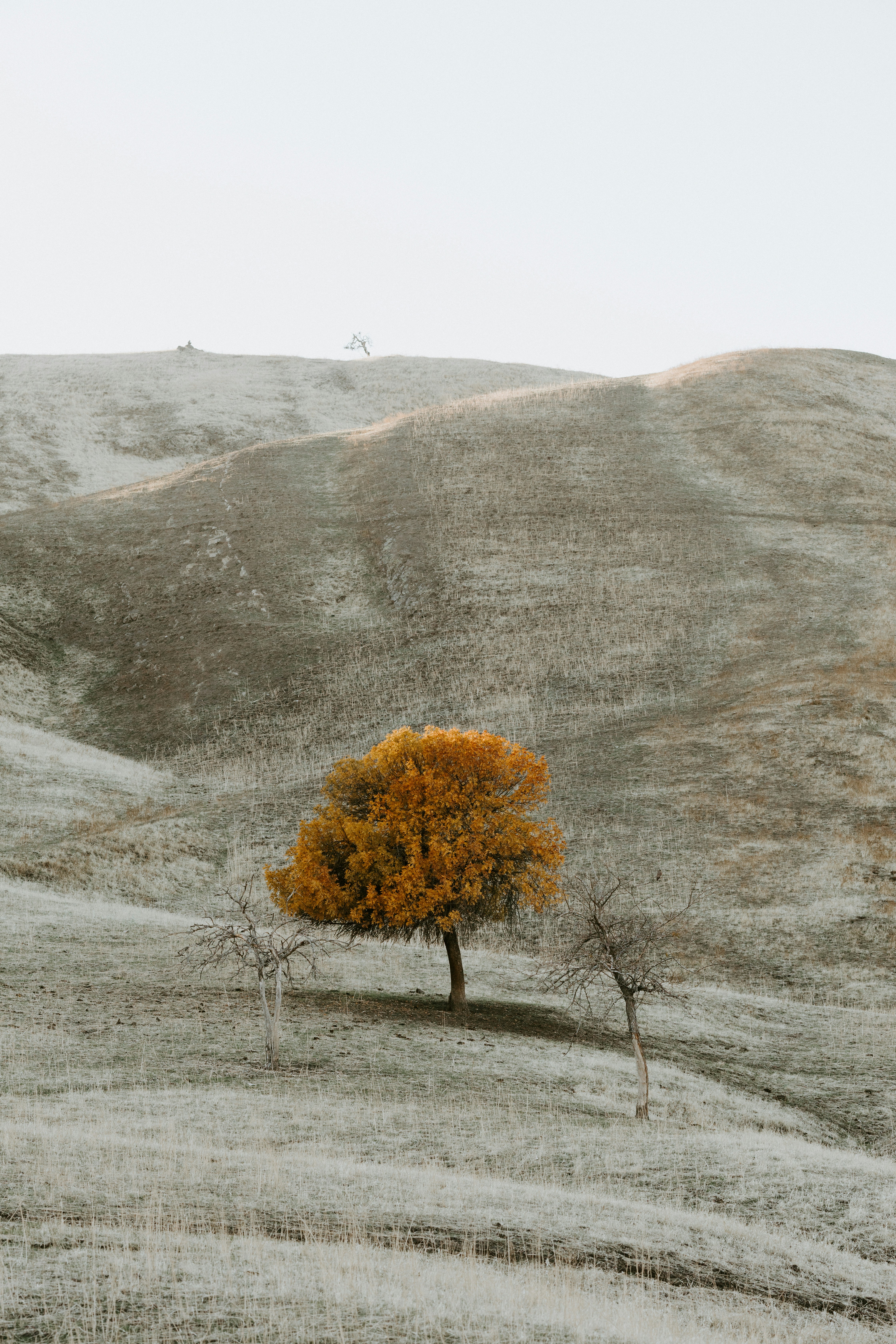 A solitary tree with orange foliage stands on rolling grass-covered hills, the landscape bathed in soft light with a pale sky above.