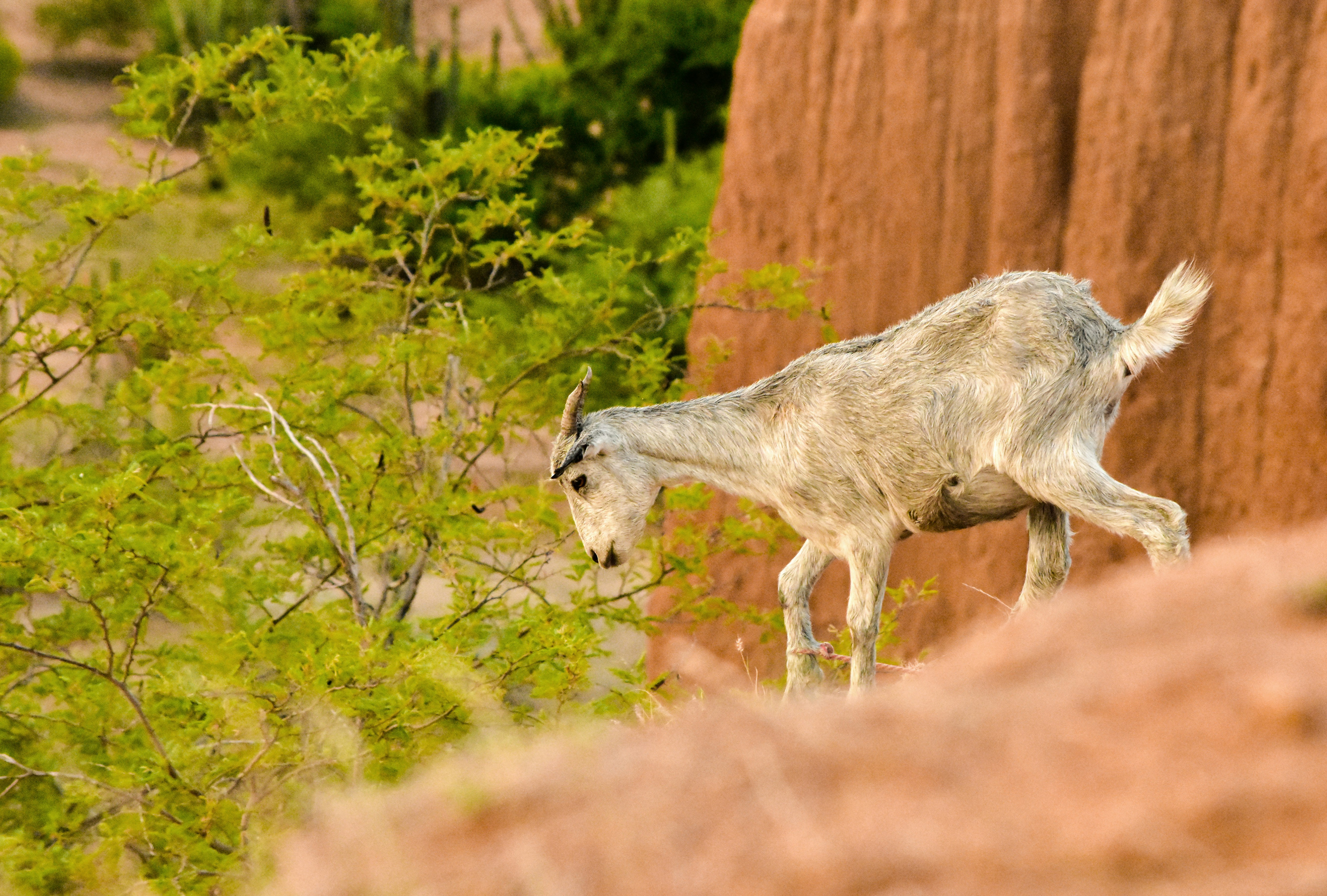 Goat navigating rocky terrain with greenery in the background.