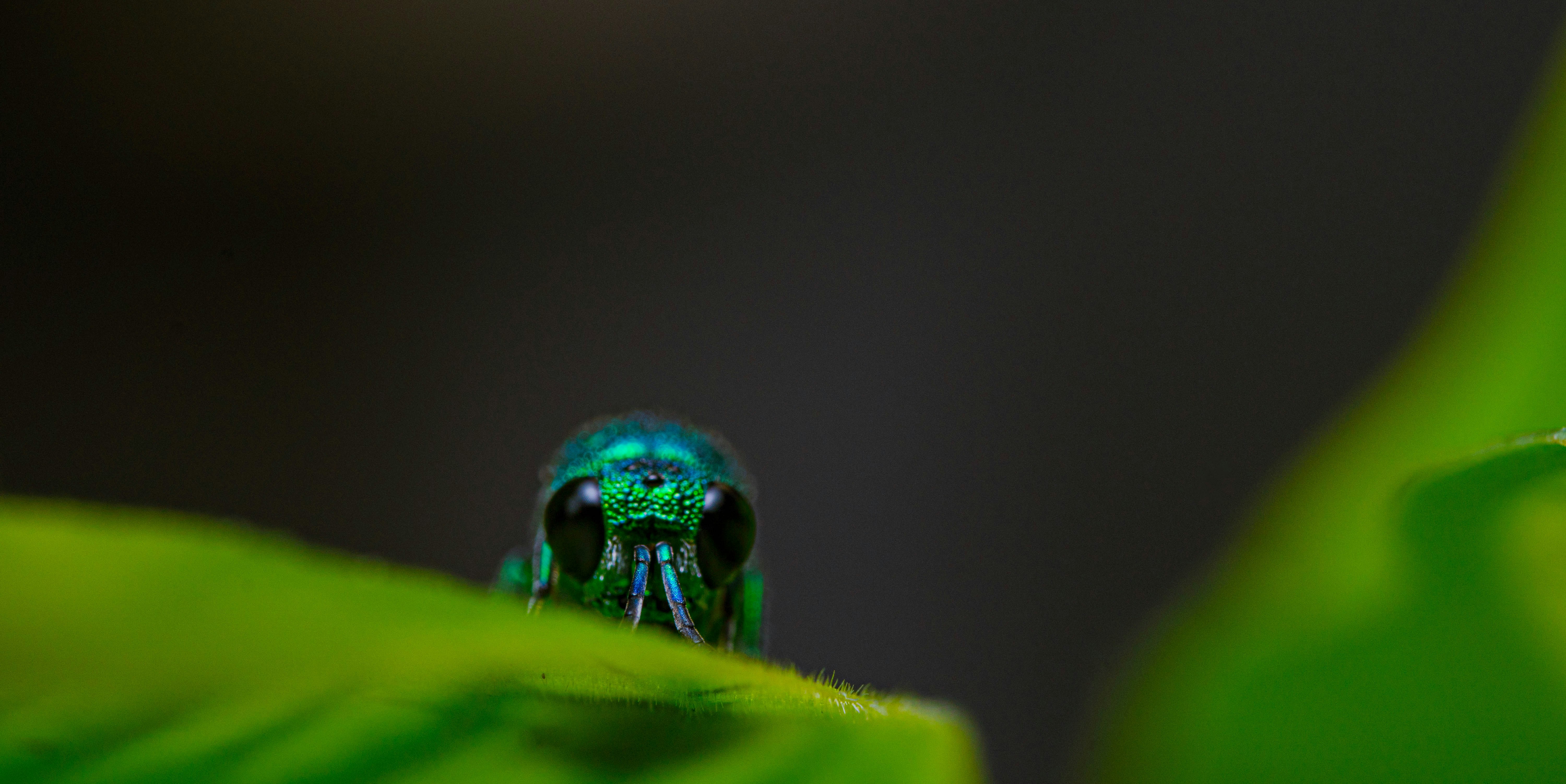 Emerald Gaze: Tiny Jewel Peeking Over a Leaf Edge