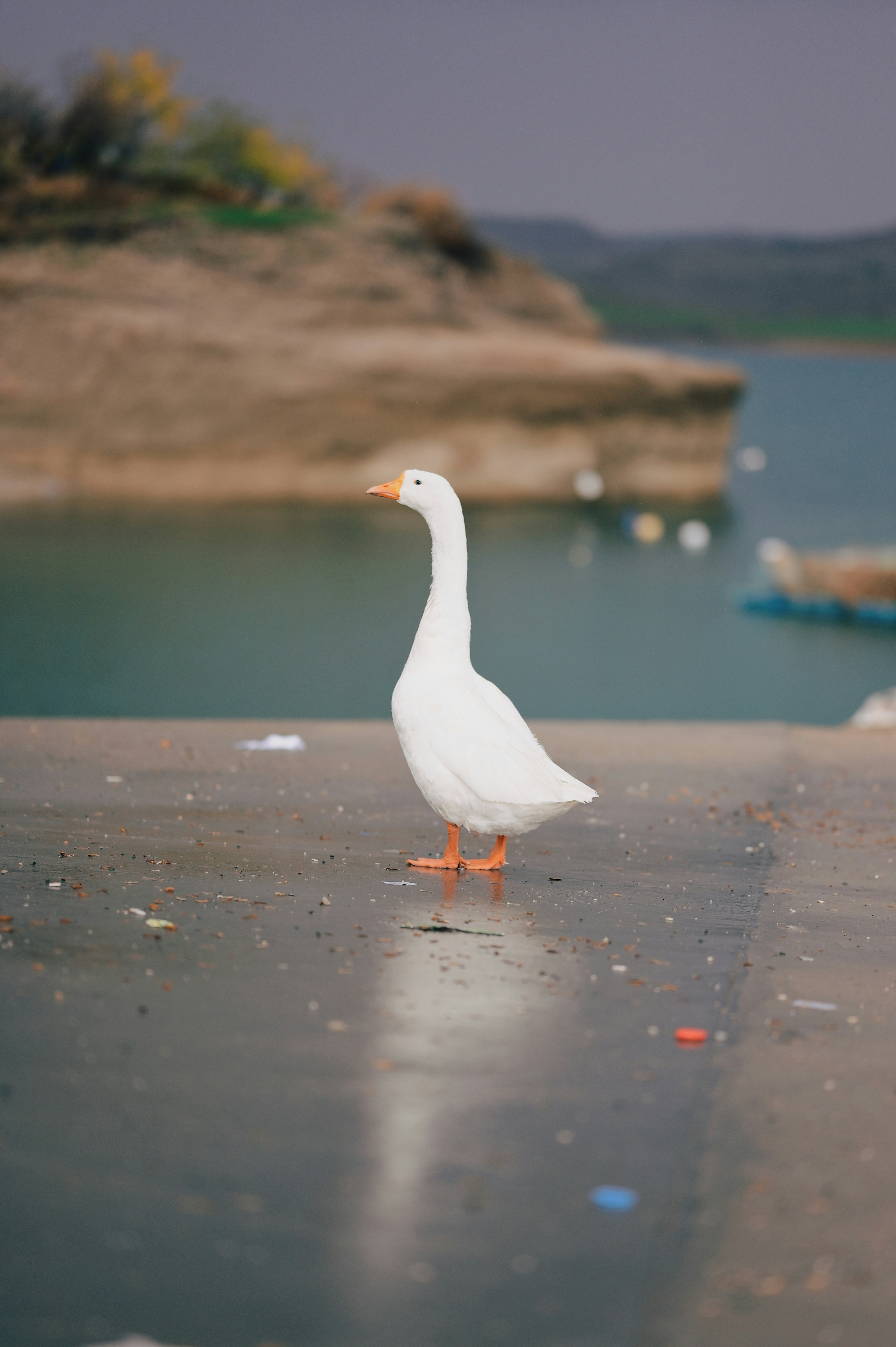 White Goose at the Edge of Calm: Solitary Stance on a Reflective Shore
