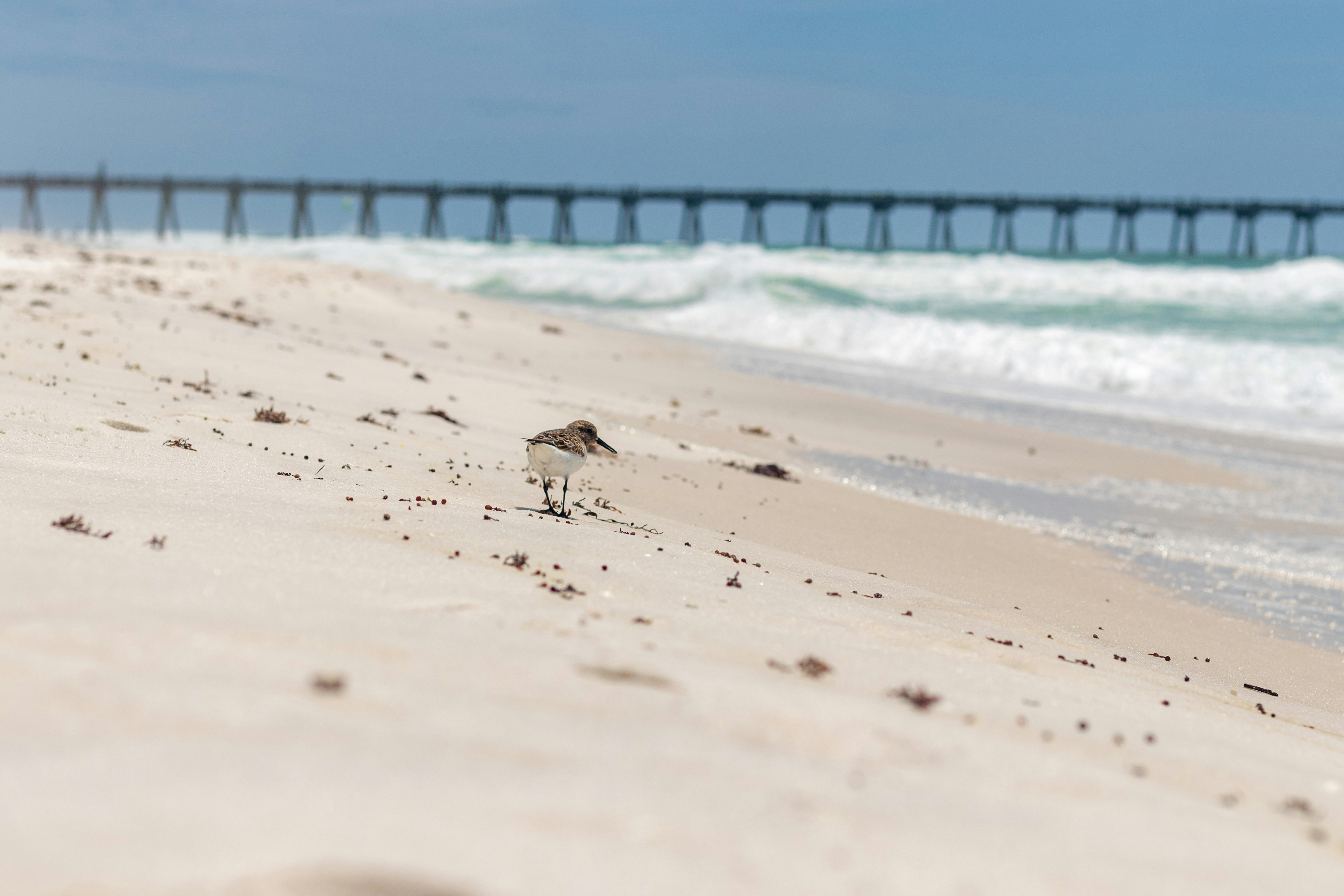 Small bird walking along a white sandy beach with waves lapping the shore and a pier in the background.
