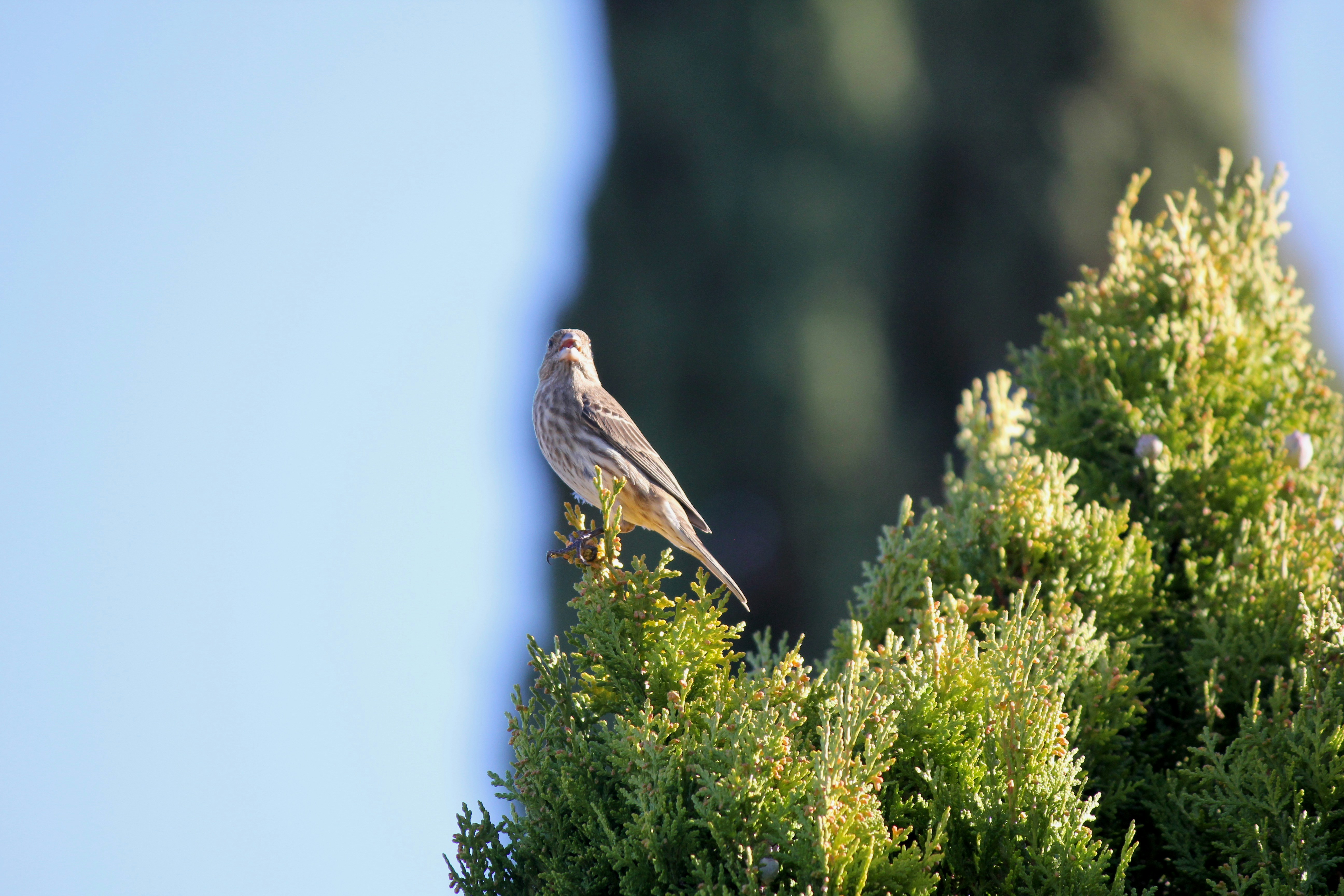 A female house finches looks above while it rests on some ferns.
