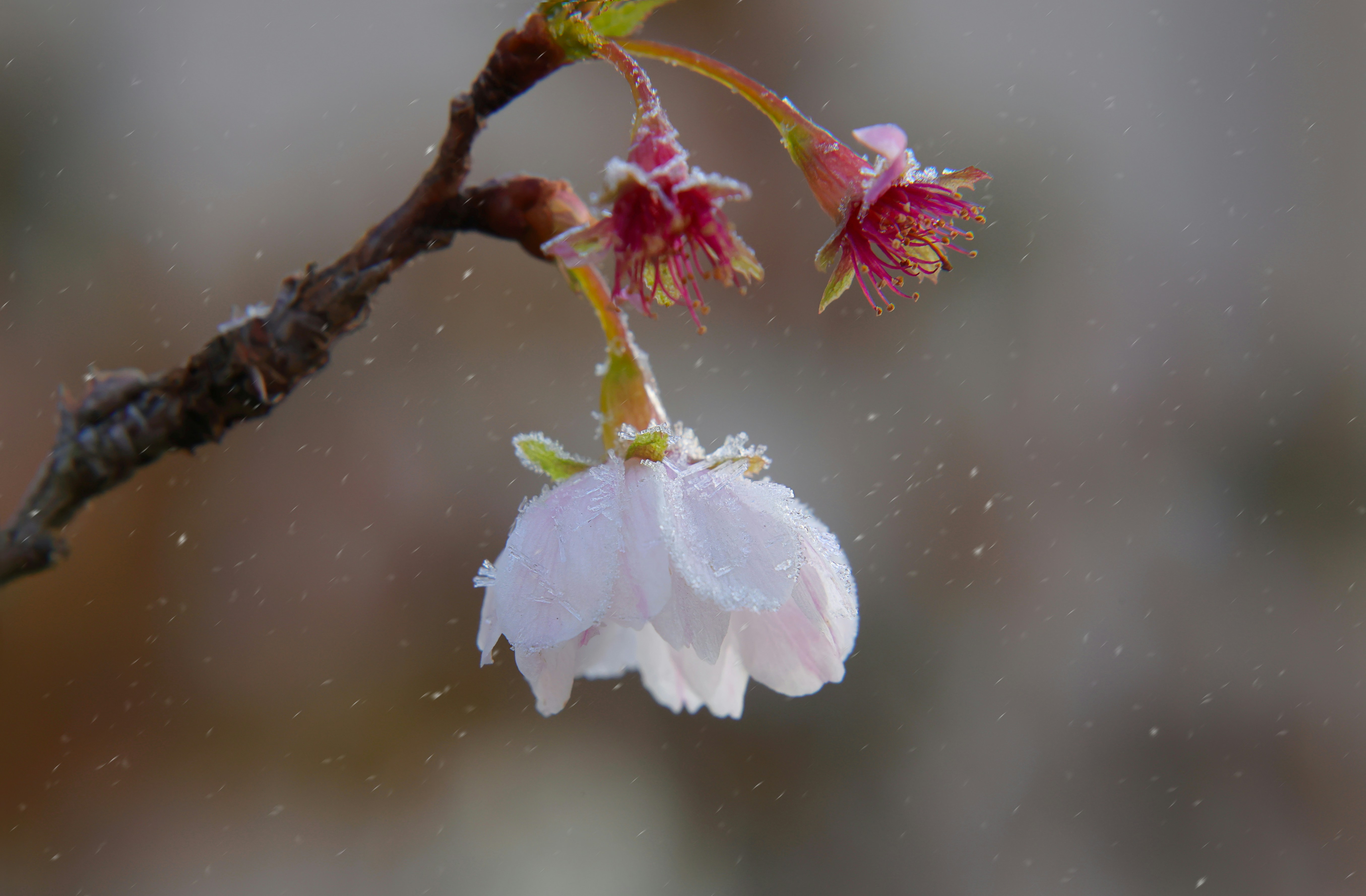 Pale pink cherry blossom with ice crystals