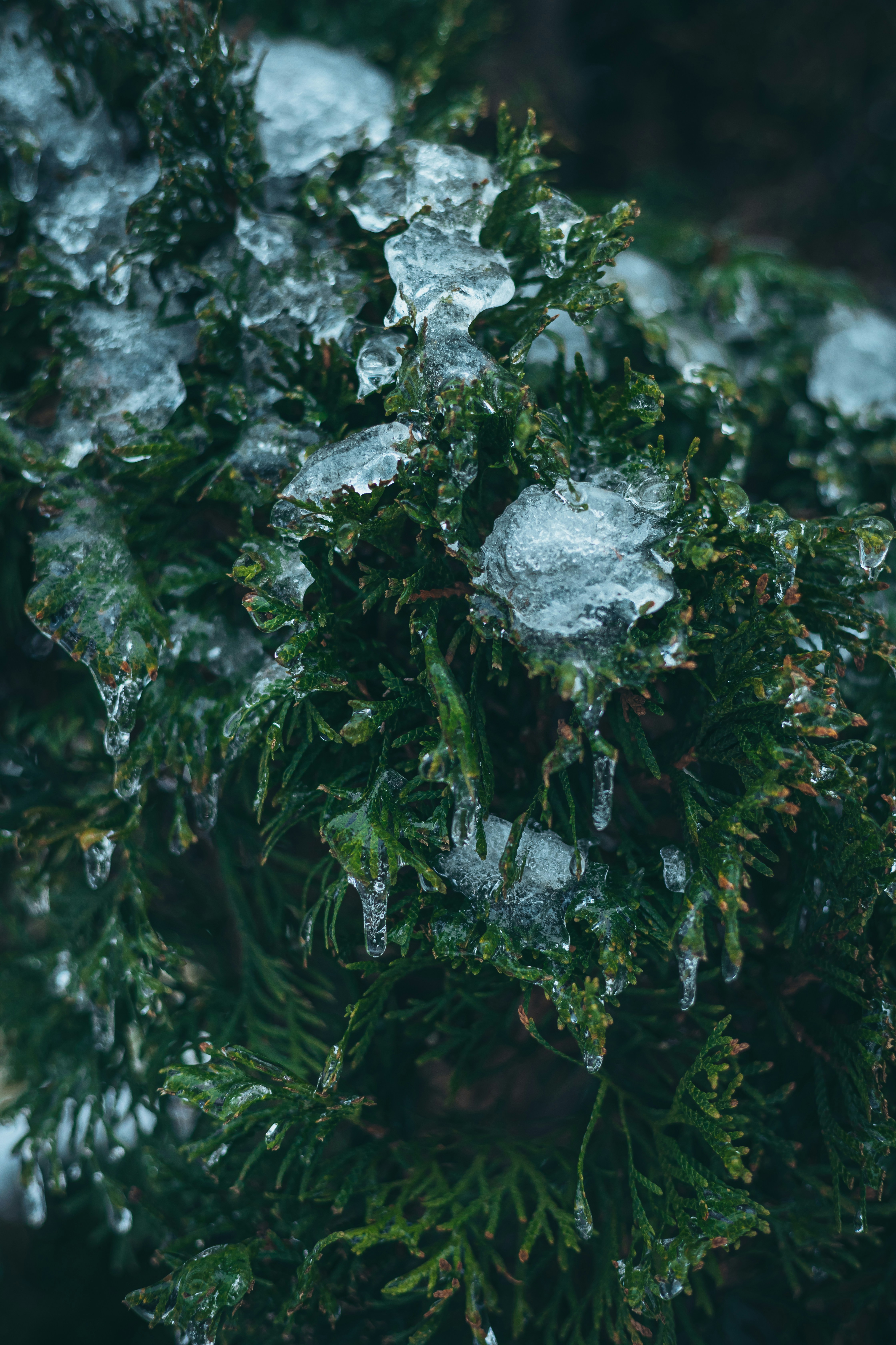 Crystalline Lace on Evergreen: Winter's Quiet Cling
