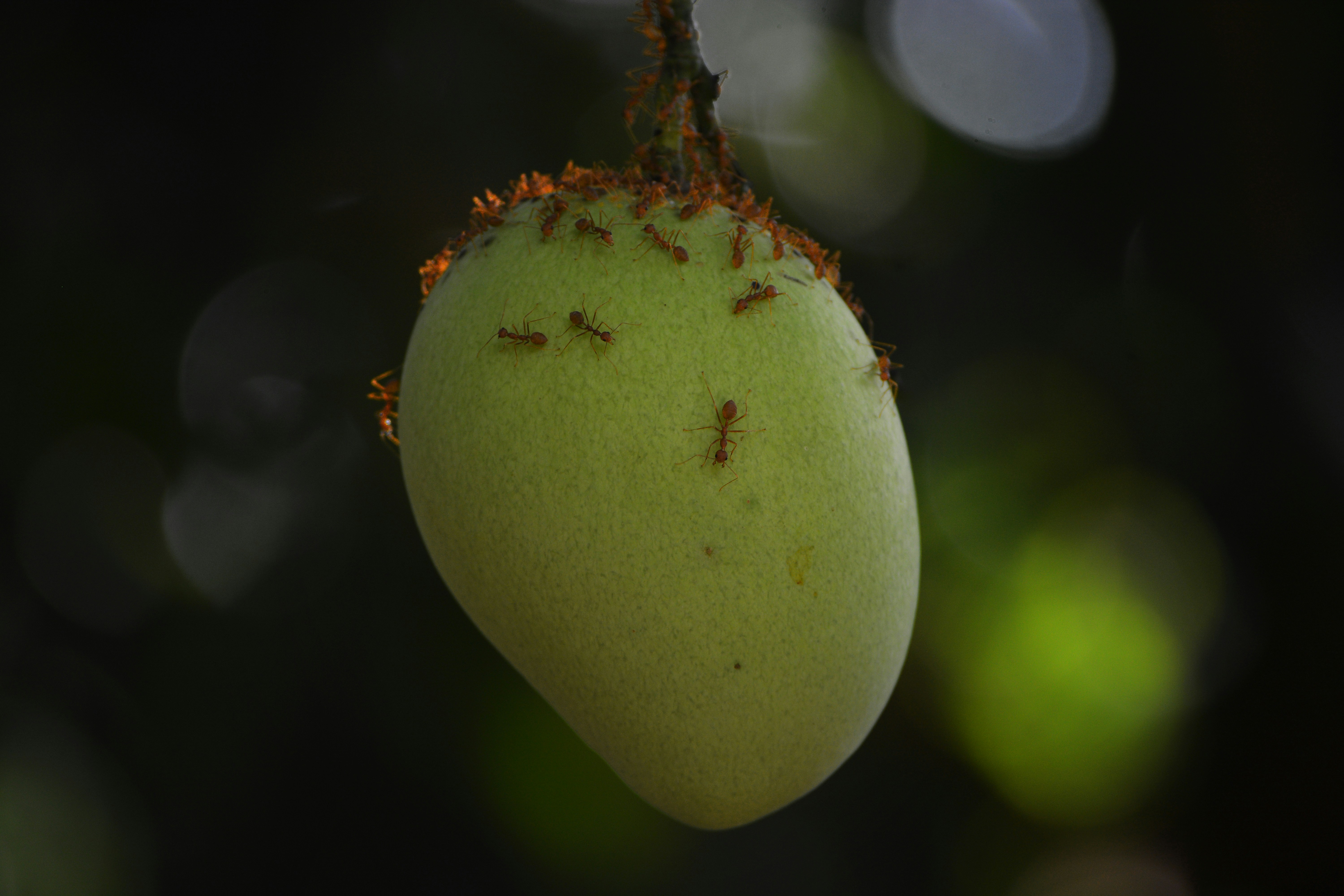 Ants on a Green Mango Beneath Velvet Night Bokeh