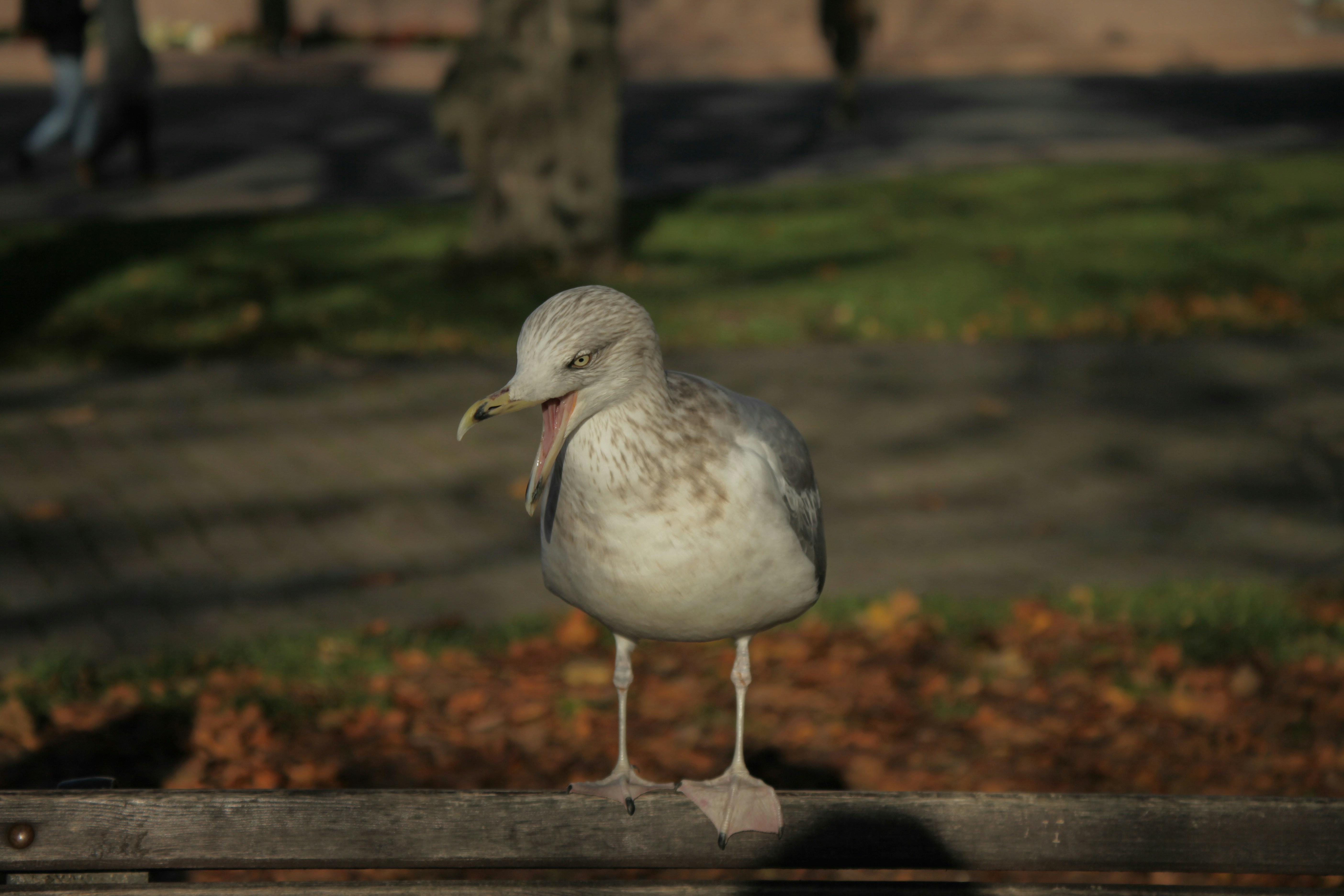 Seagull Sentinel on a Weathered Park Bench