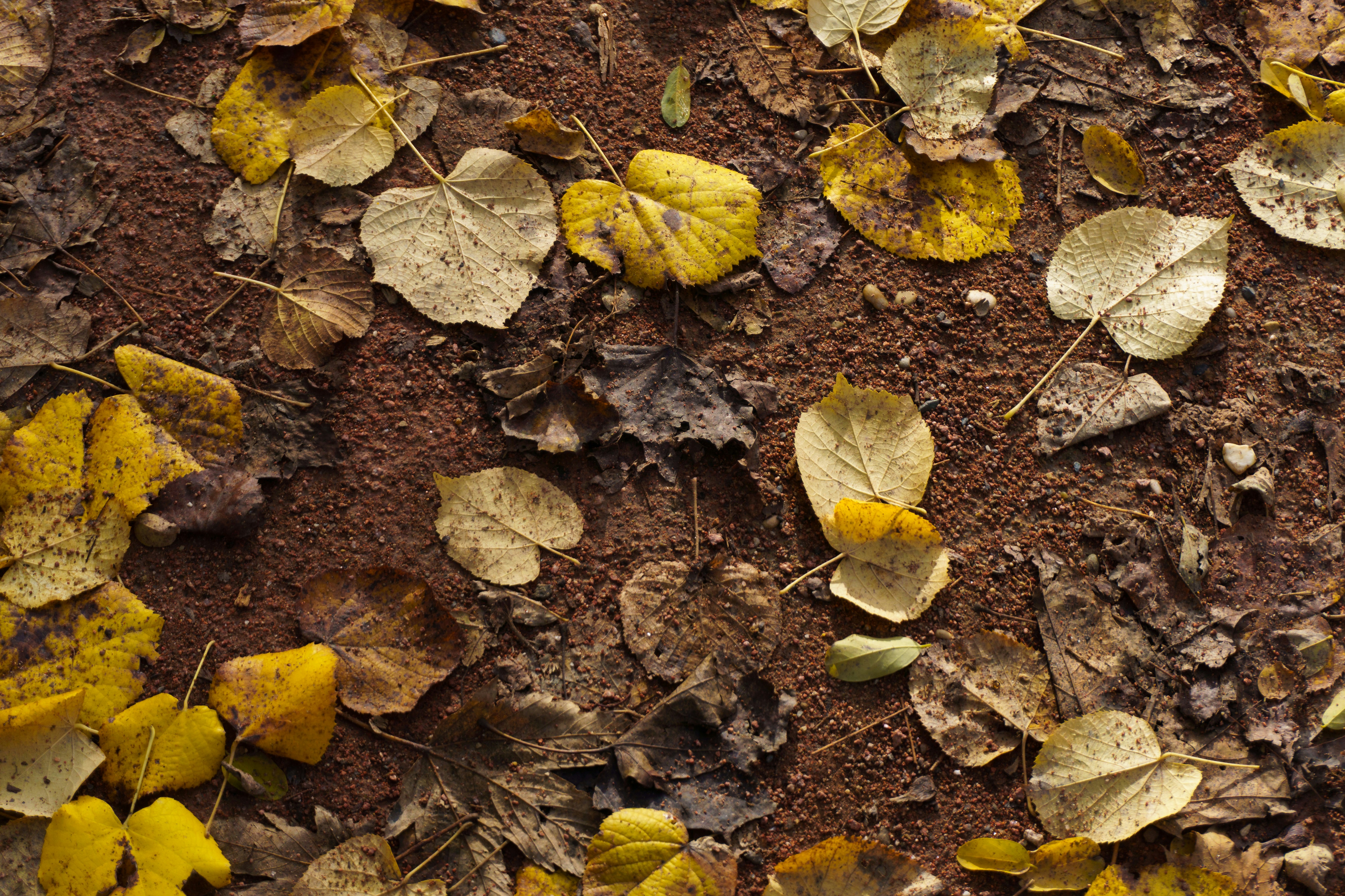 Autumn's Quiet Quilt: Golden Leaves on Muddy Ground