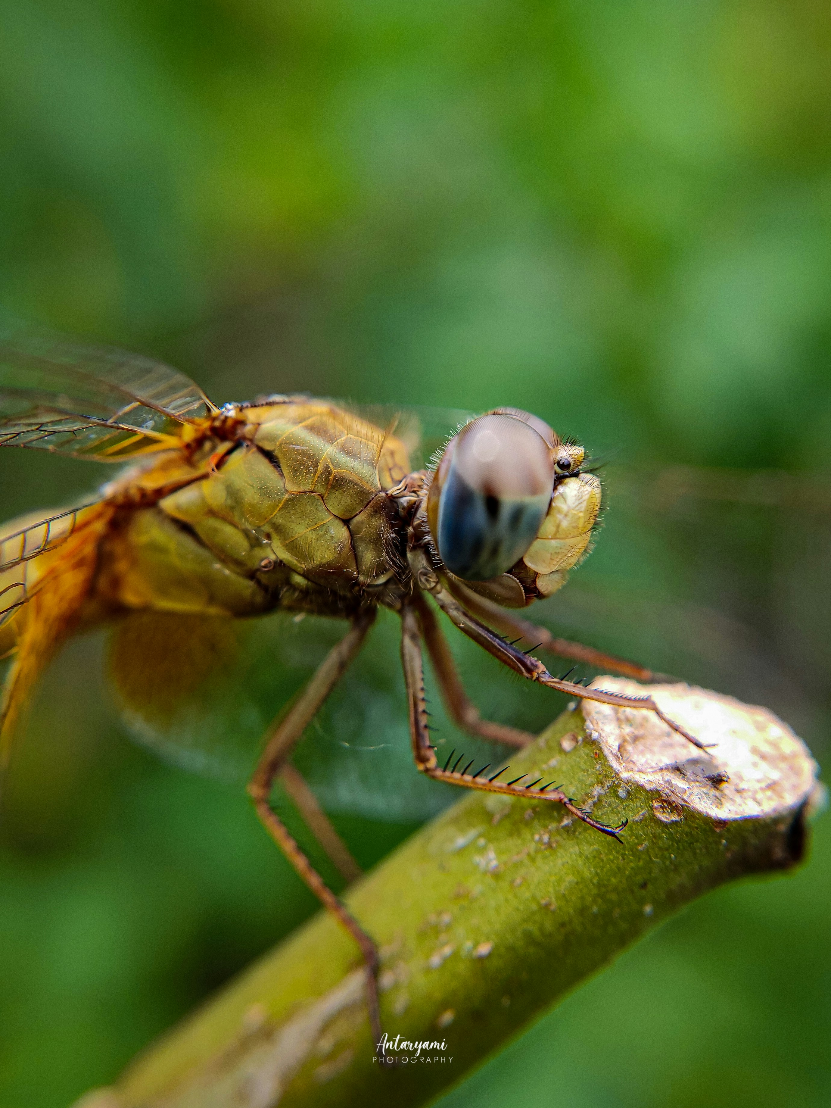 Dragonfly Macro: Eyes, Veins, and a Mossy Perch