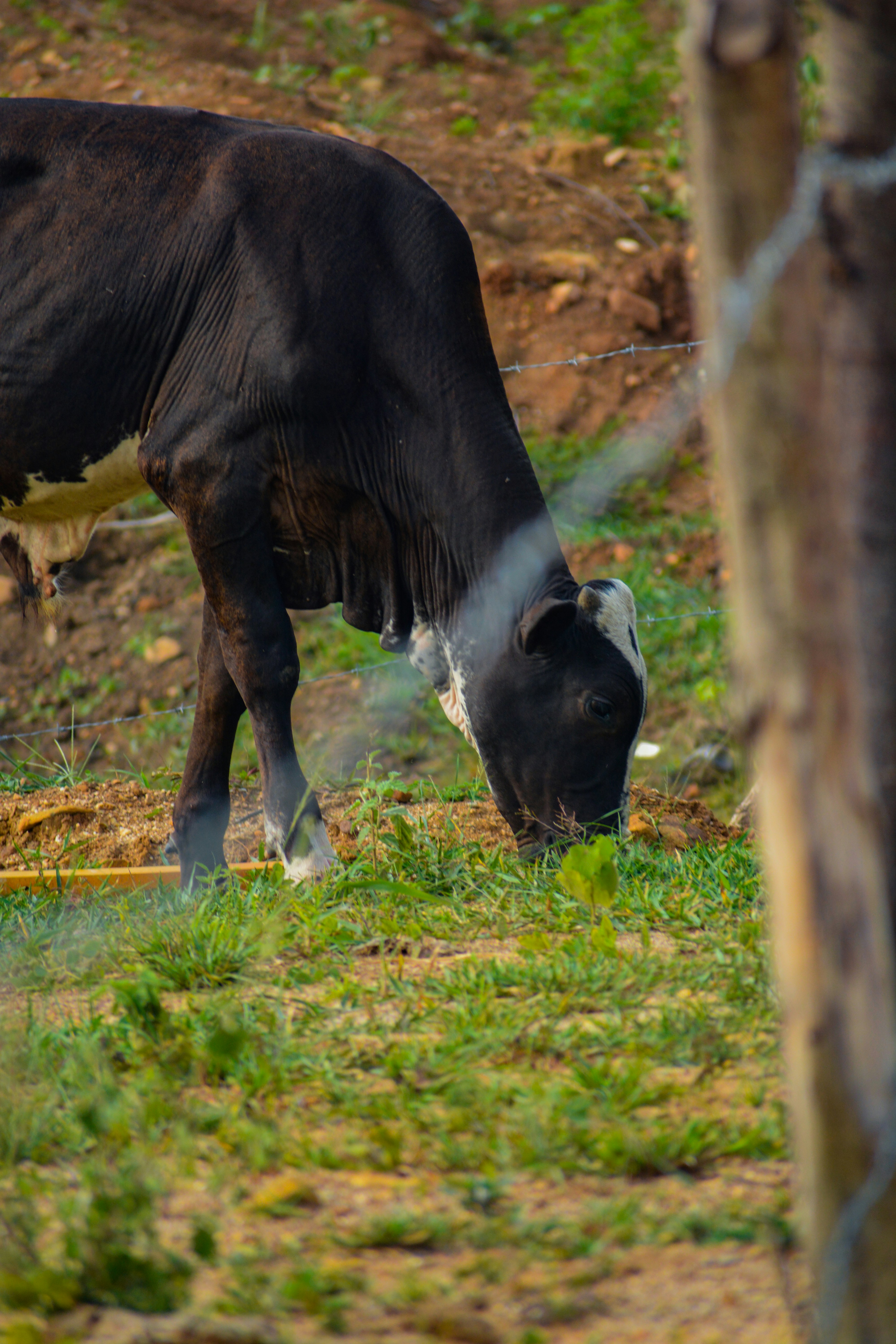 Foto Una vaca comiendo hierba – Imagen Naturaleza gratis en Unsplash
