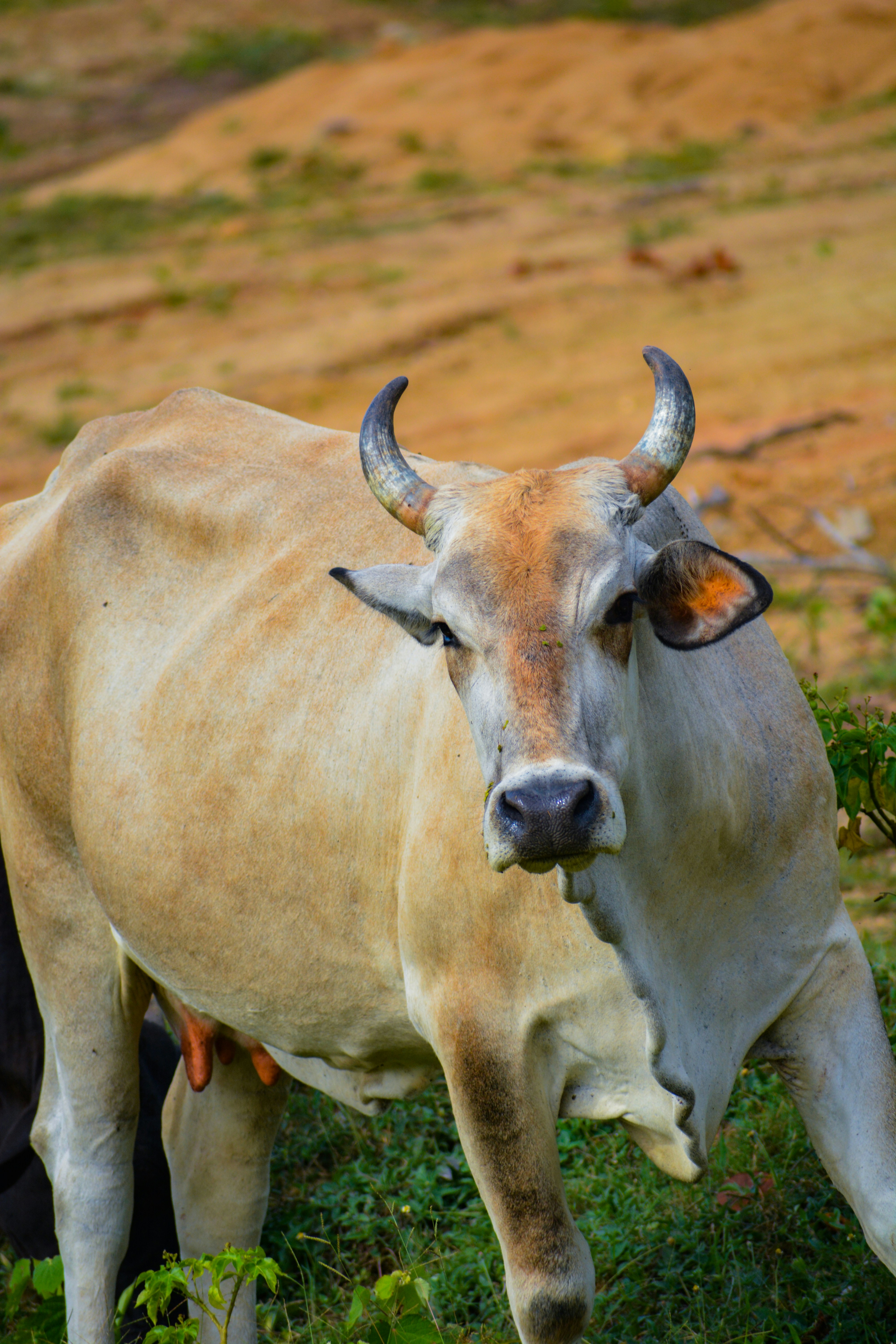 A cow with horns photo – Free Animal Image on Unsplash