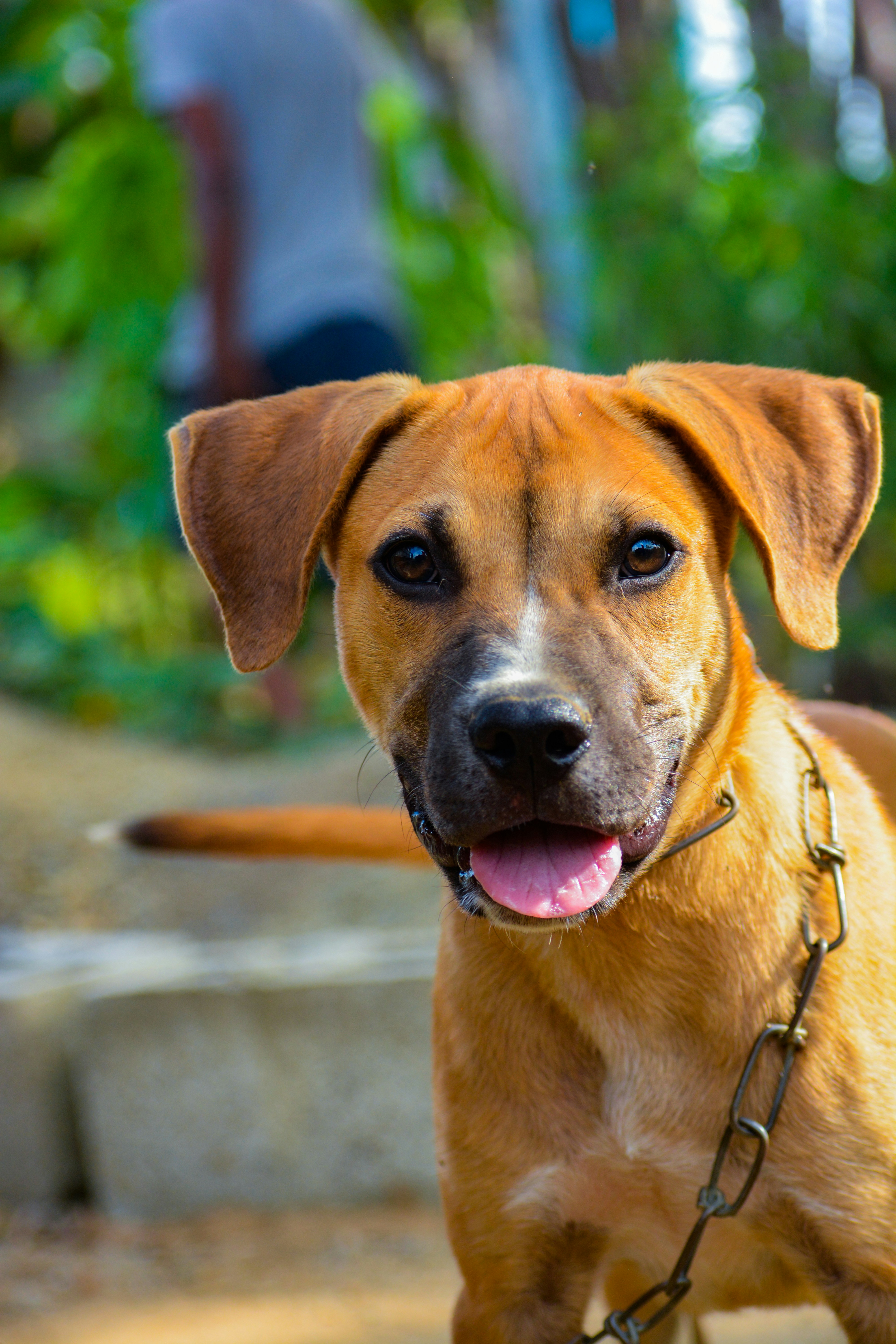 Foto Um cão com uma vara na boca – Imagem de Animal grátis no Unsplash