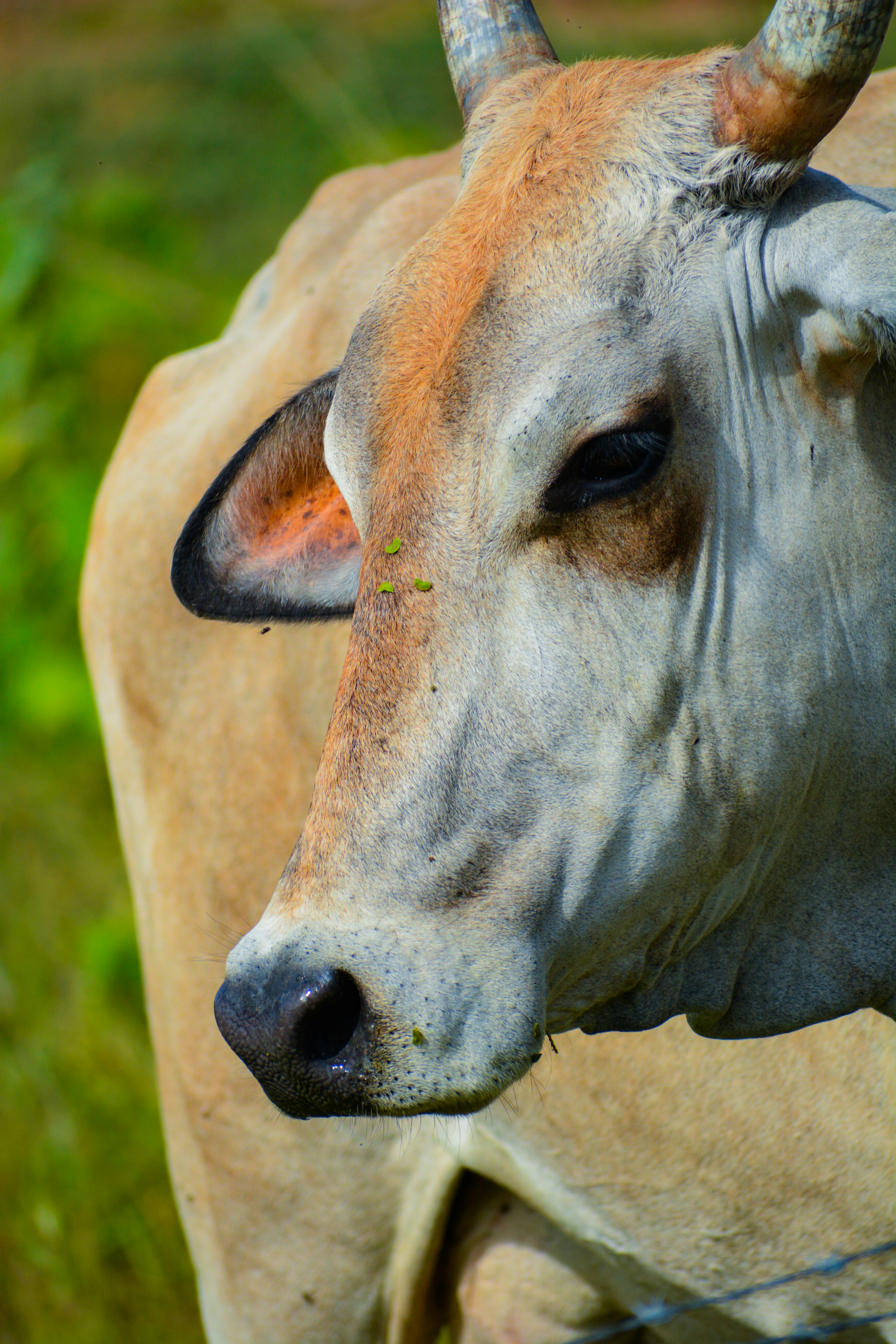 A close up of a cow's face photo – Free Bull Image on Unsplash