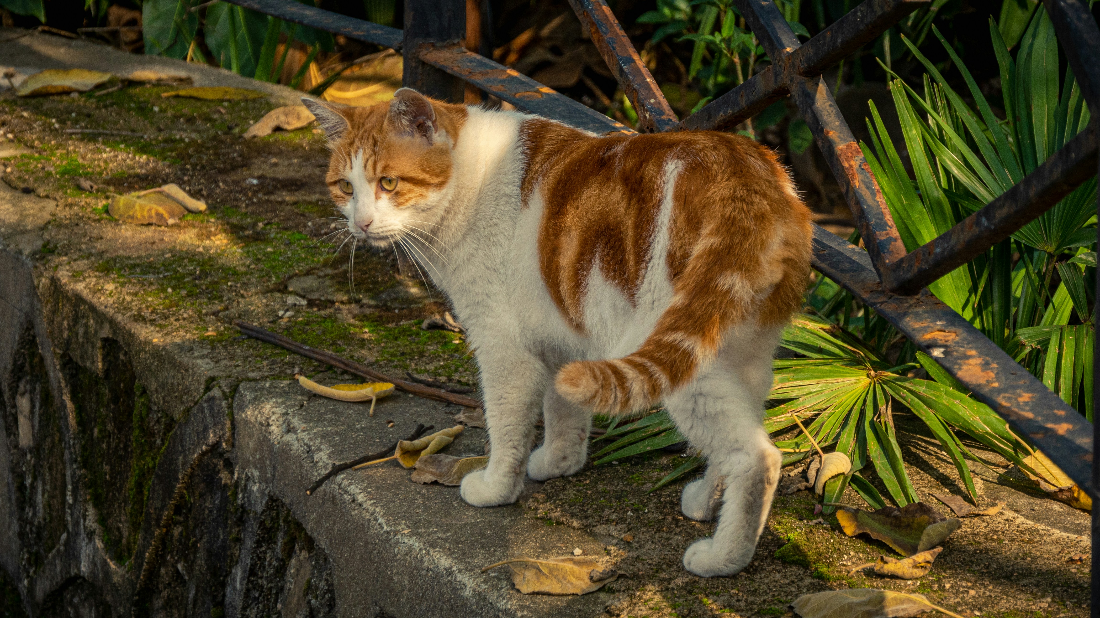 A cat walking on a path photo – Free Fall Image on Unsplash