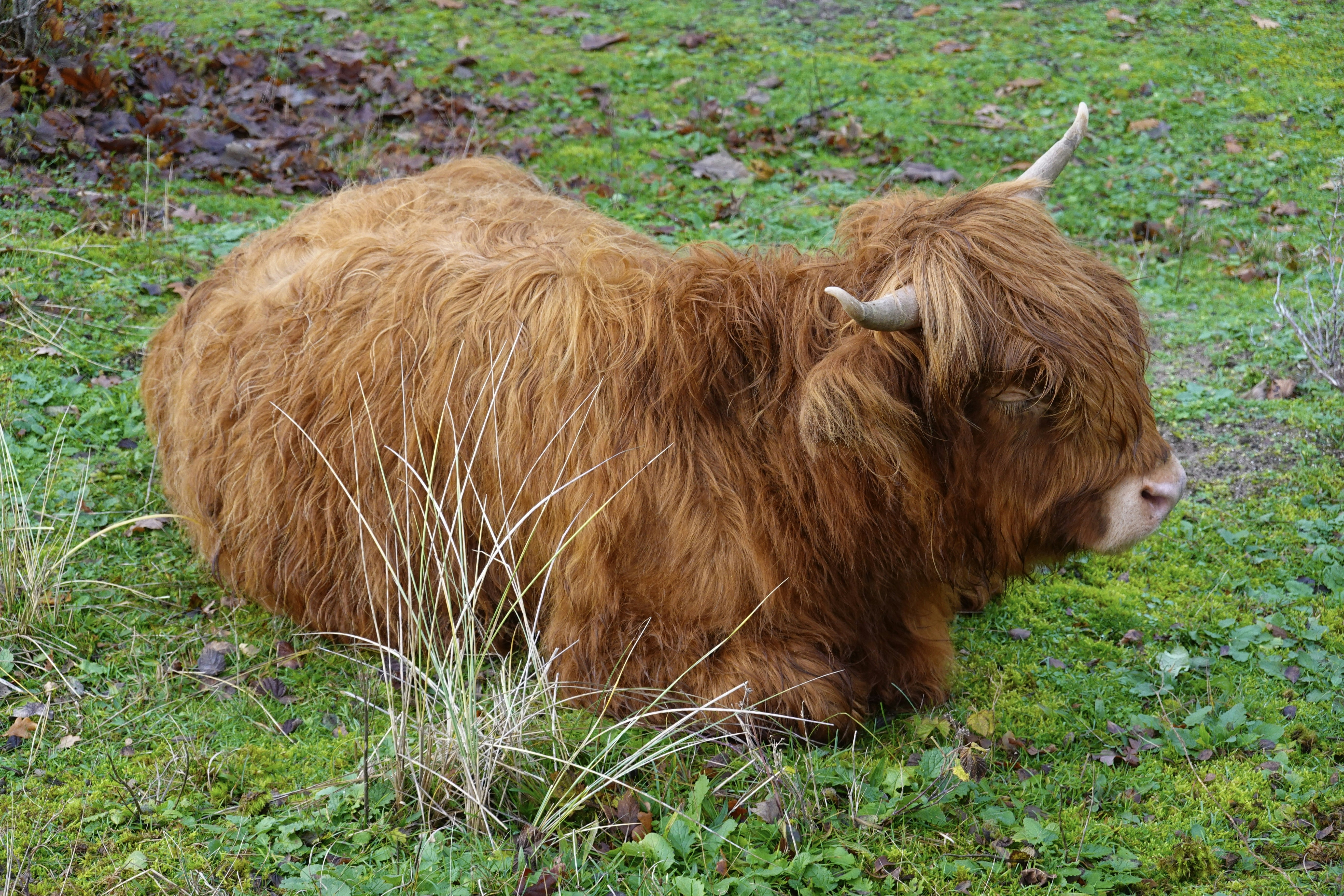 Un animal brun avec des cornes photo – Photo Vache Highlander Gratuite ...